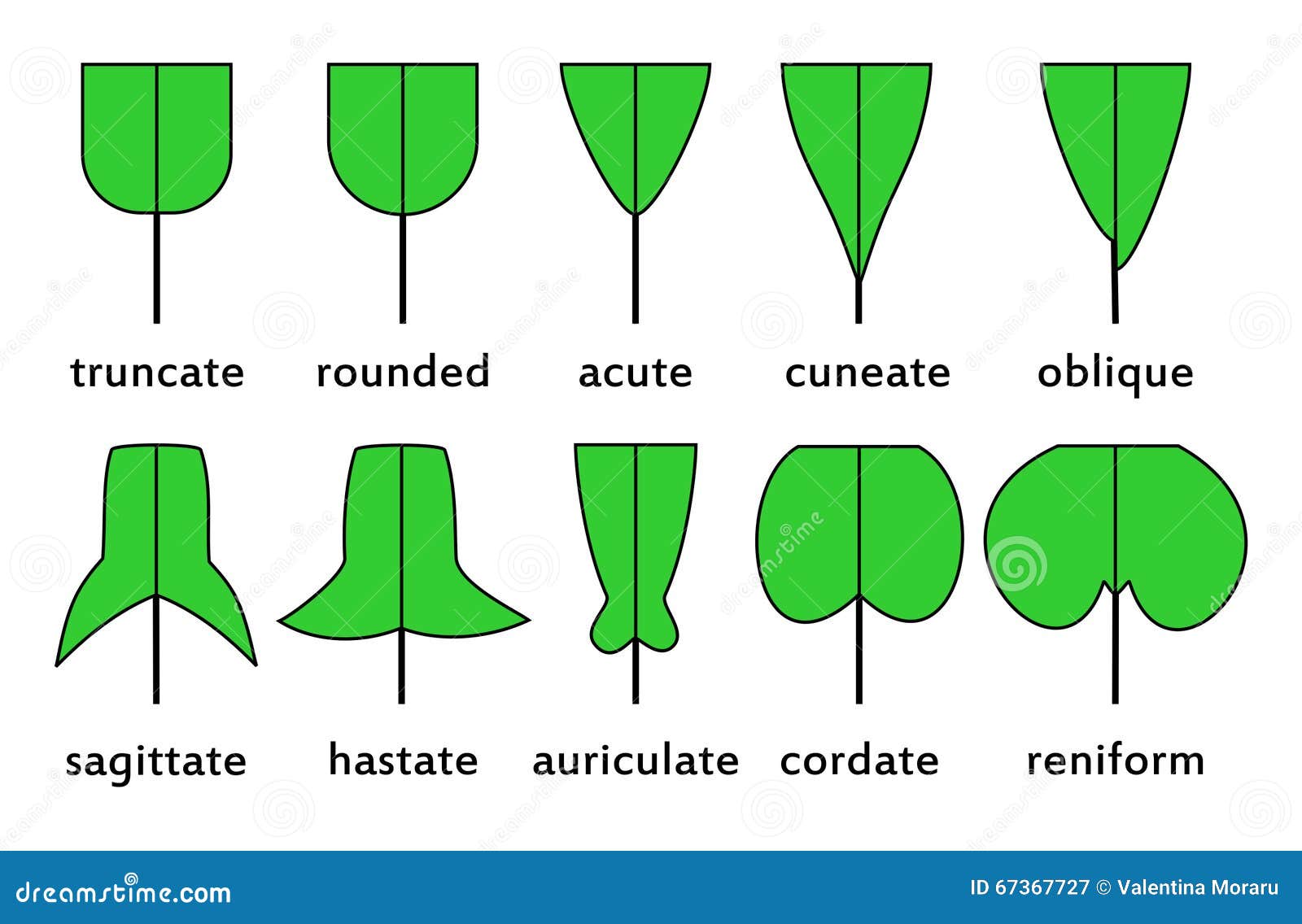 Bases da folha ilustração do vetor. Ilustração de verde - 67367727