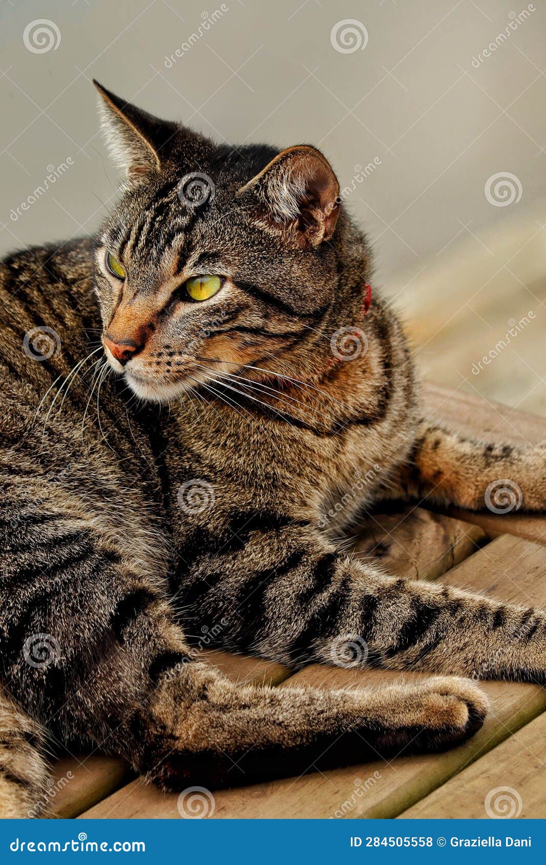 Bashful cat stock photo. Image of whiskers, wildcat - 284505558