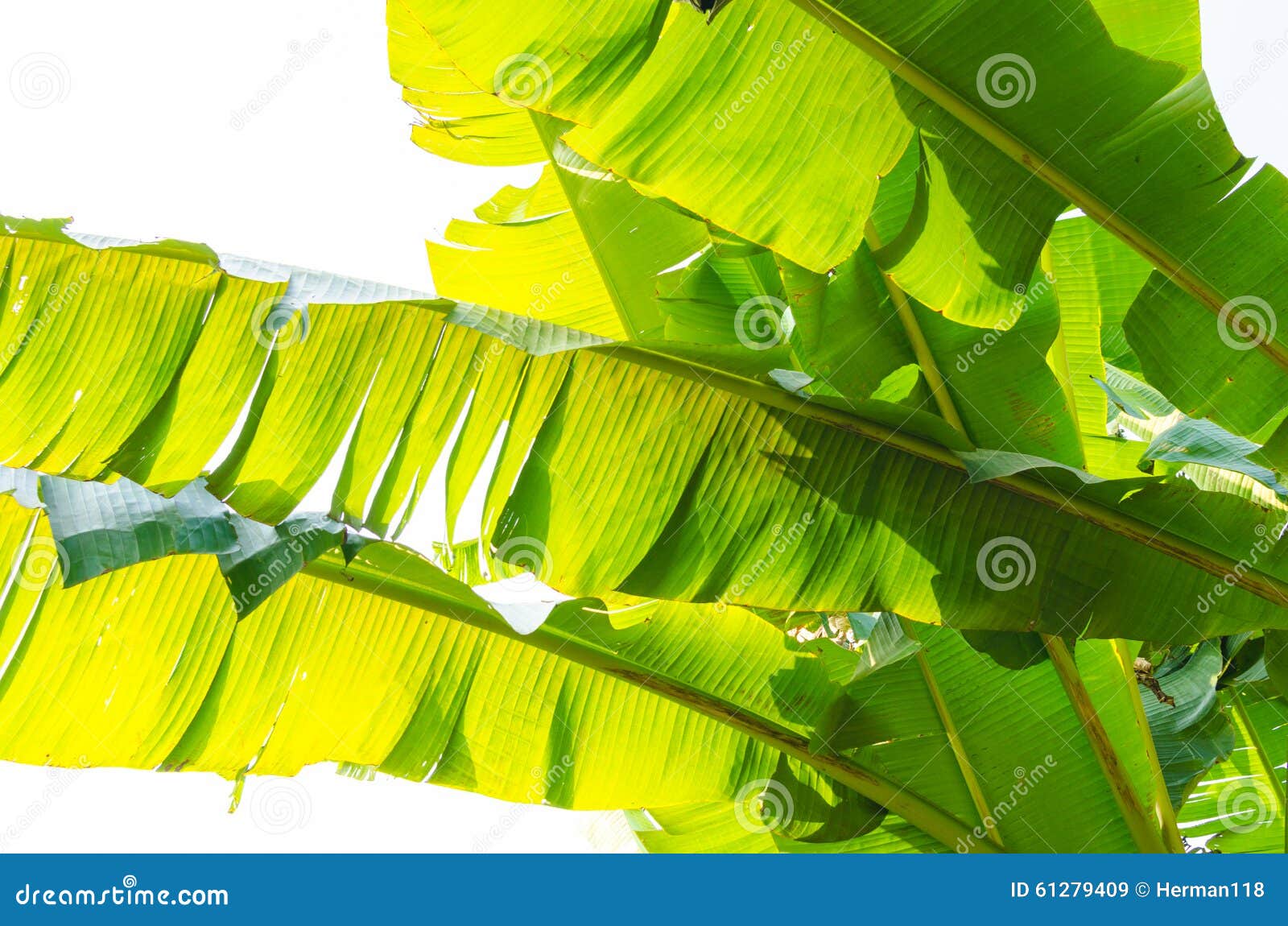 Basho leaves stock image. Image of backlight, background - 61279409