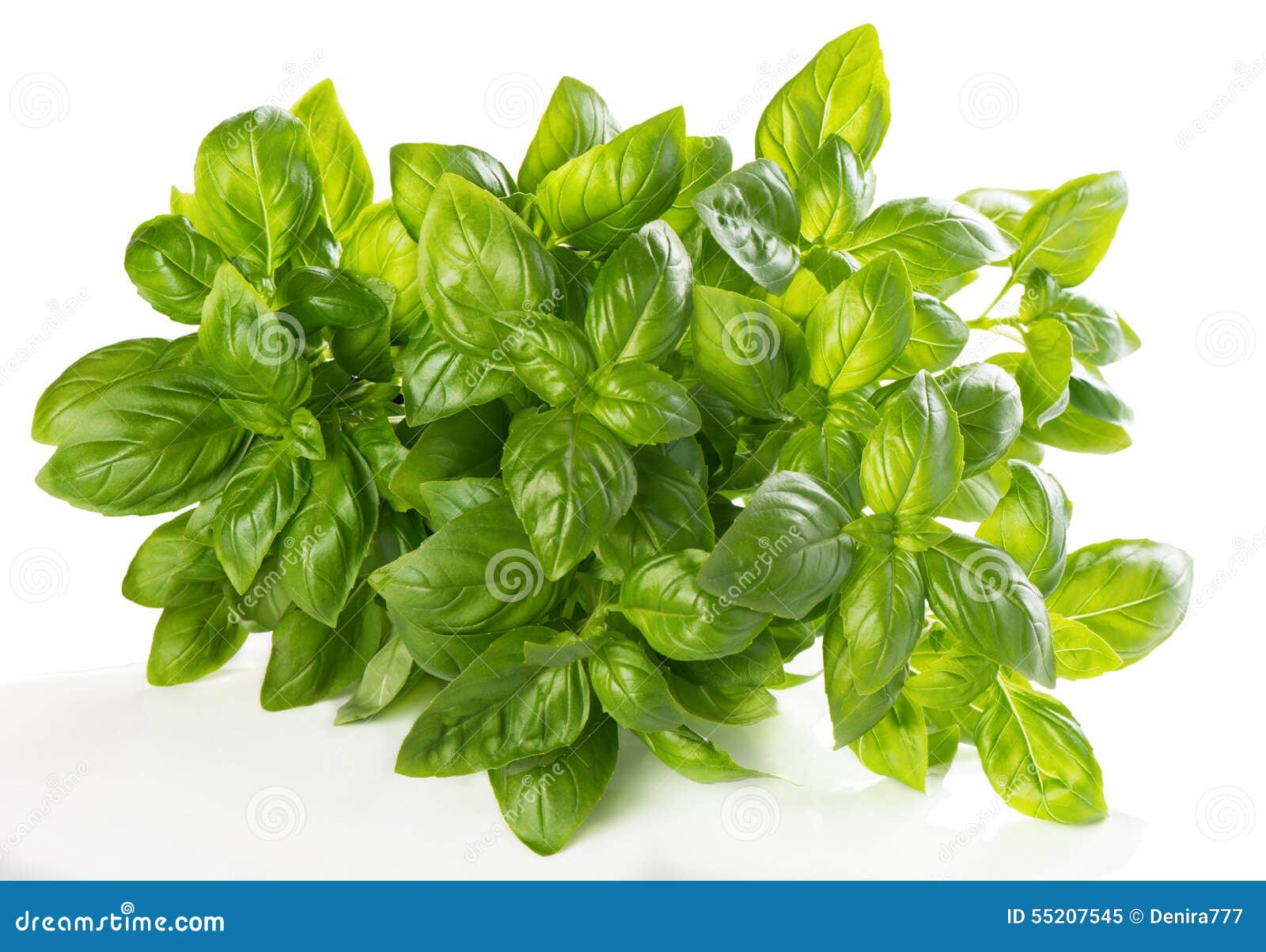 Basi in a bunch stock image. Image of freshness, herb - 55207545