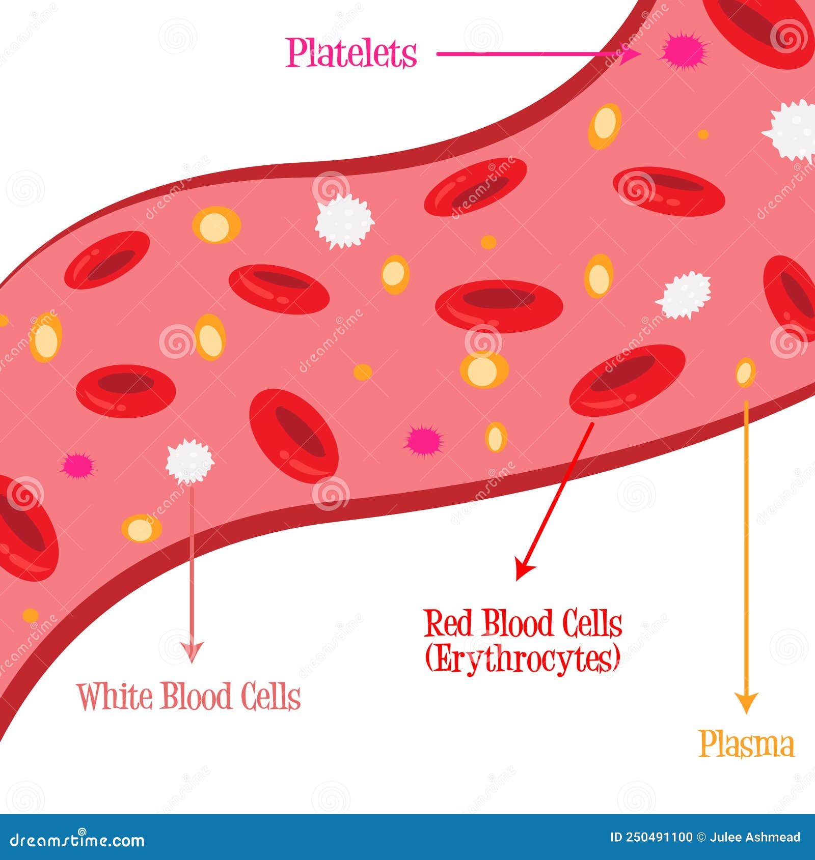 Basic Blood Components Vector Illustration Stock Vector - Illustration ...
