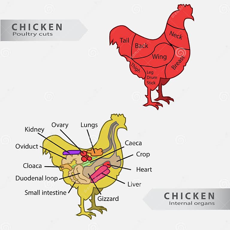 Basic Chicken Internal Organs and Cuts Chart Stock Illustration ...