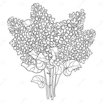 Vector Bouquet with Outline Lilac or Syringa Flower, Bud and Ornate ...