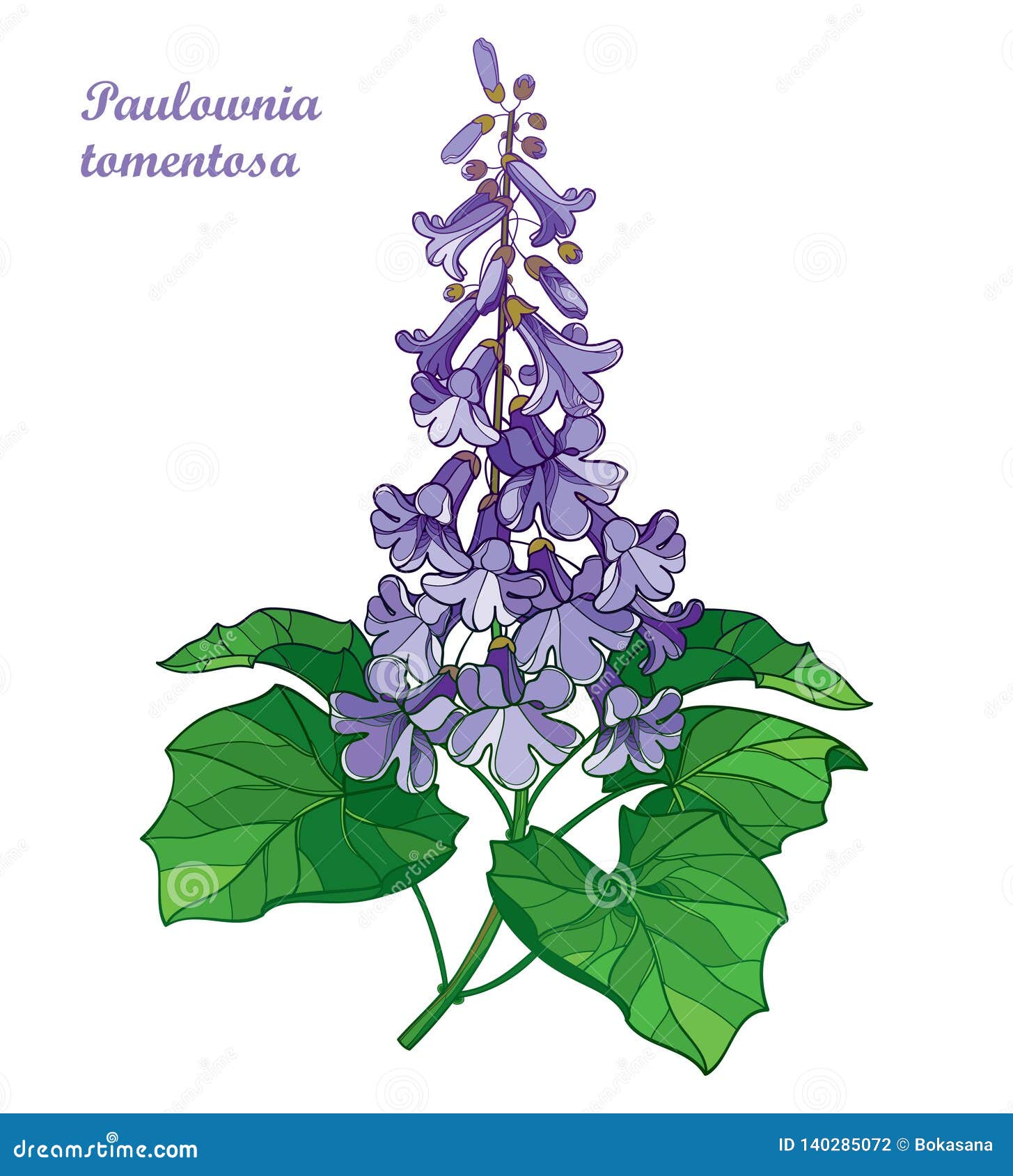 Vector Branch of Outline Paulownia Tomentosa or Princesstree or Kiri ...
