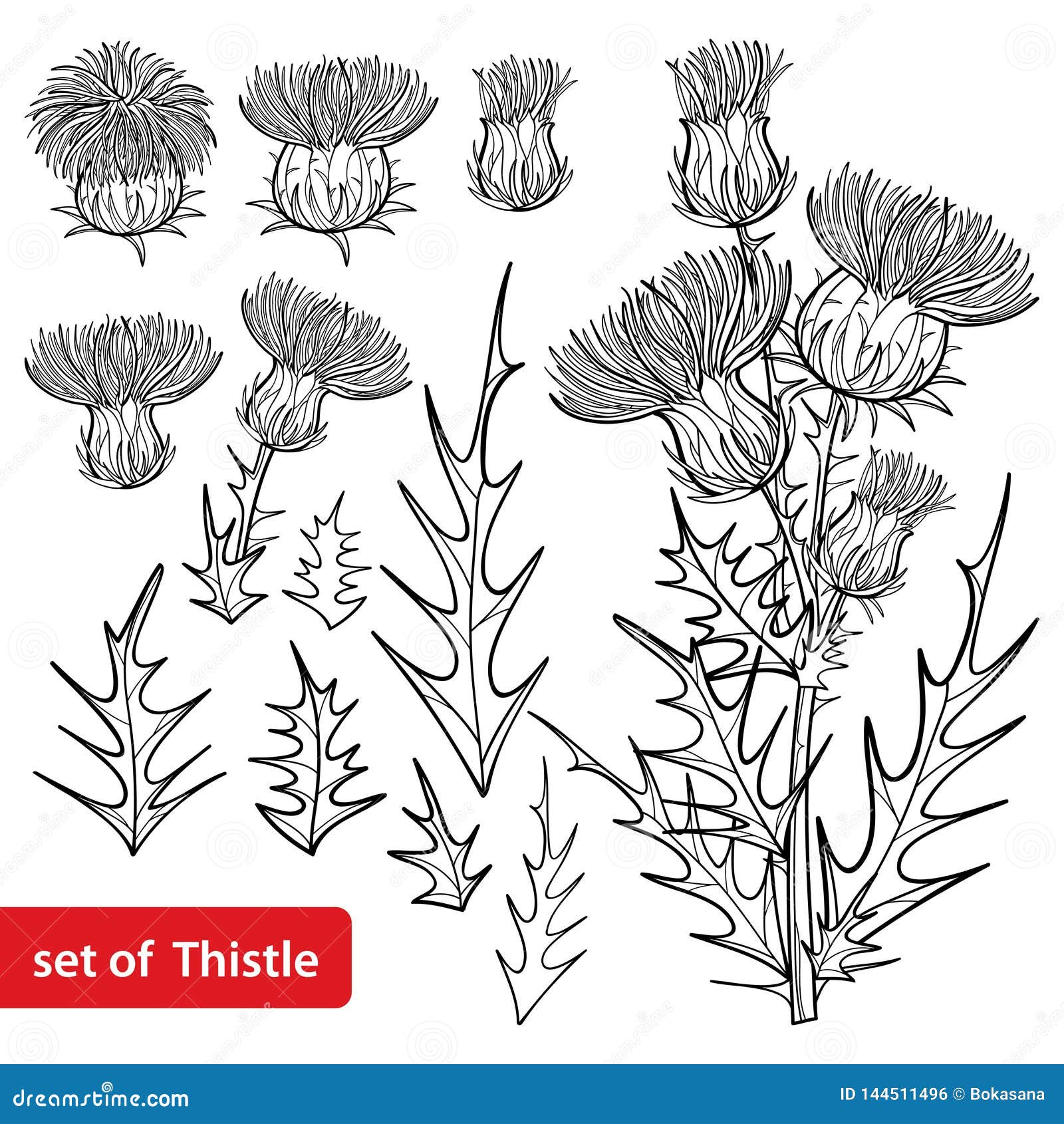Vector Set With Outline Welted Thistle Or Carduus Plant, Spiny Leaf ...