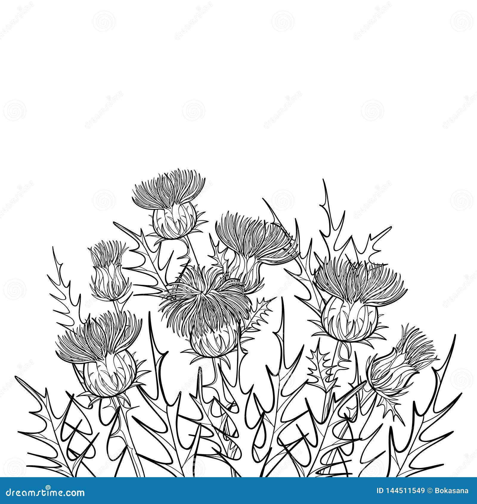 Vector Thickets of Outline Welted Thistle or Carduus Plant, Spiny Leaf ...