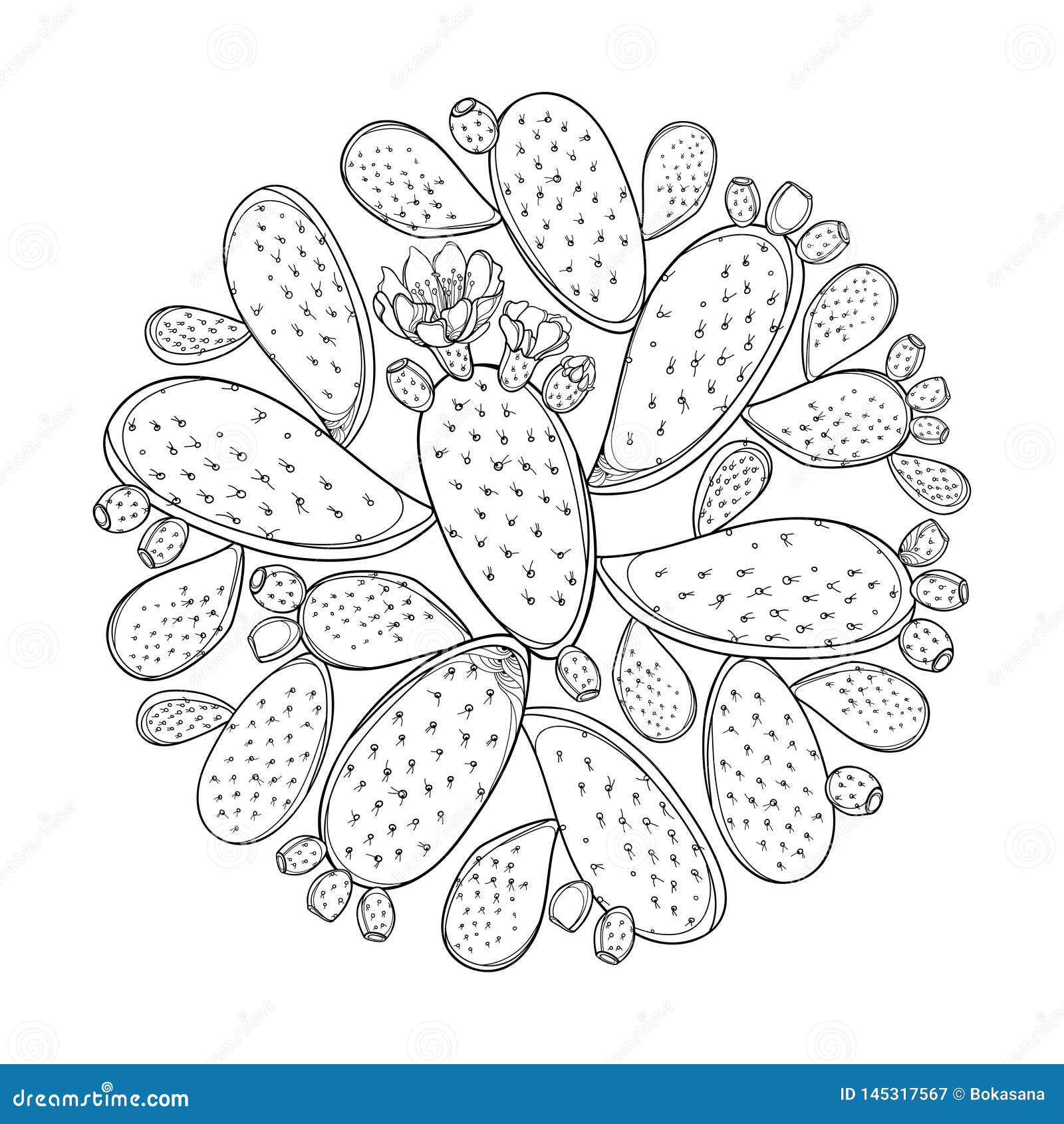 Indian Fig Opuntia Opuntia Ficus-indica Mature Fruits Drawing Over ...