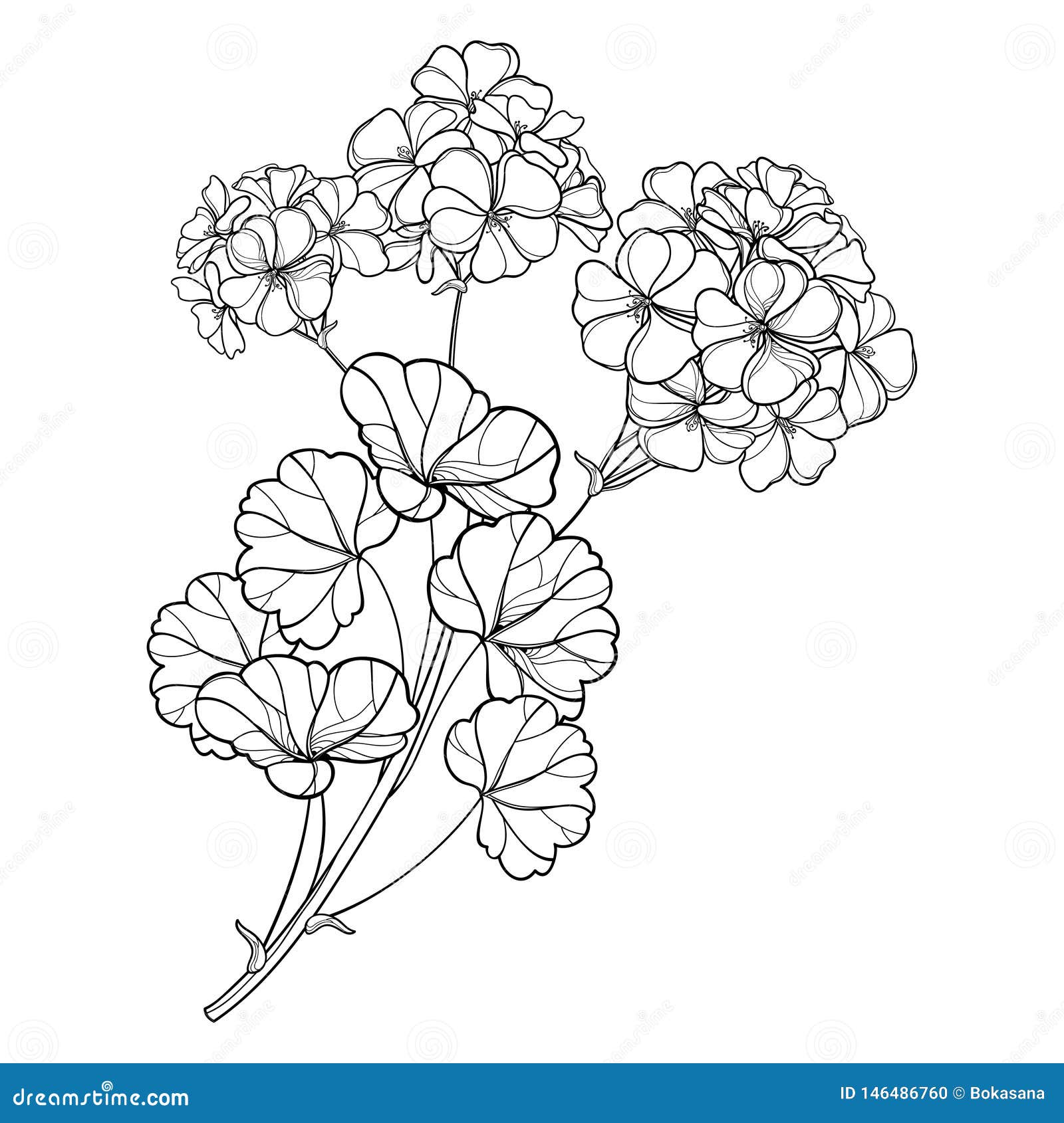 Vector Branch with Outline Geranium or Cranesbills Flower Bunch and ...