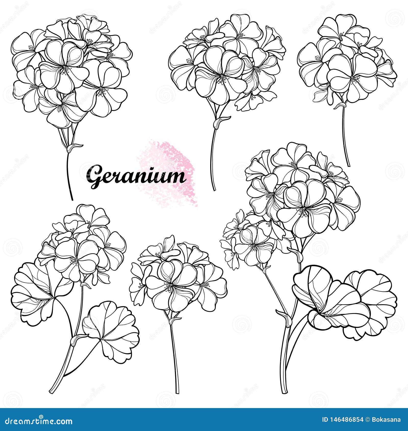 Vector Set with Outline Geranium or Cranesbills Flower Bunch and Ornate ...