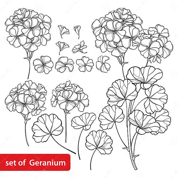Vector Set with Outline Geranium or Cranesbills Flower Bunch and Ornate ...