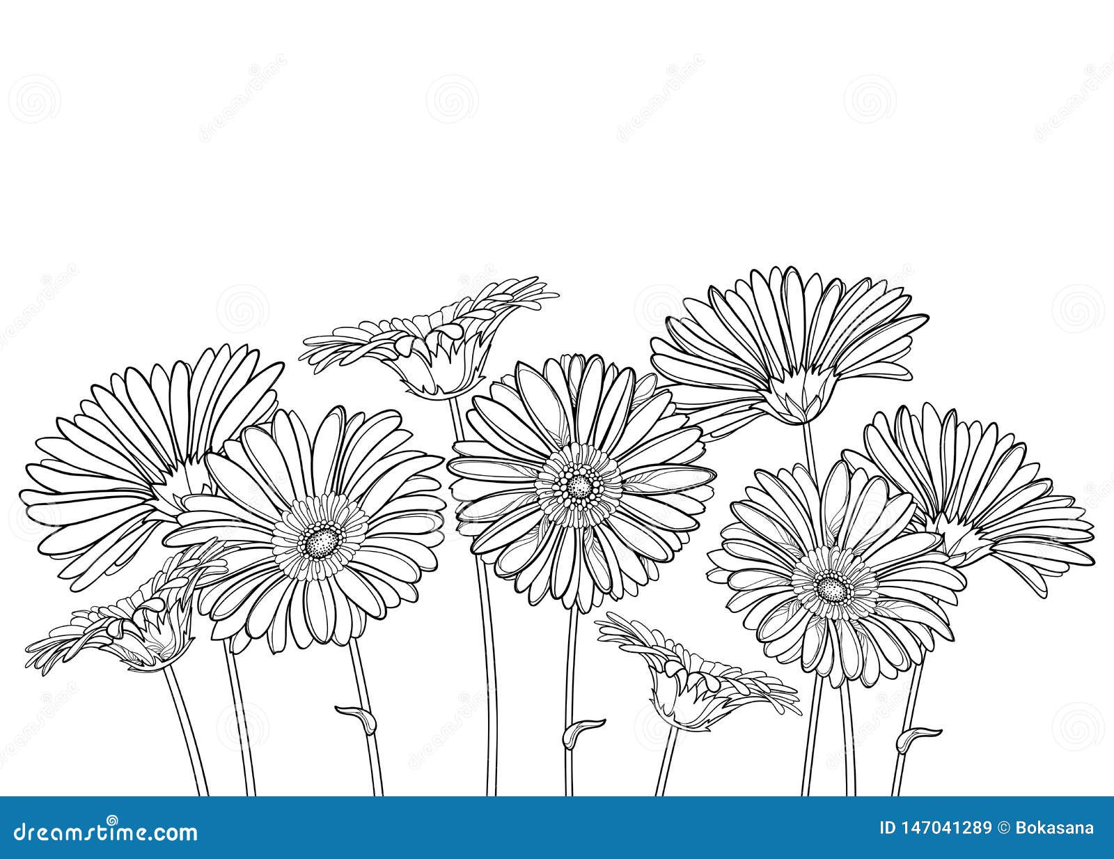 Gerber Daisy Outline