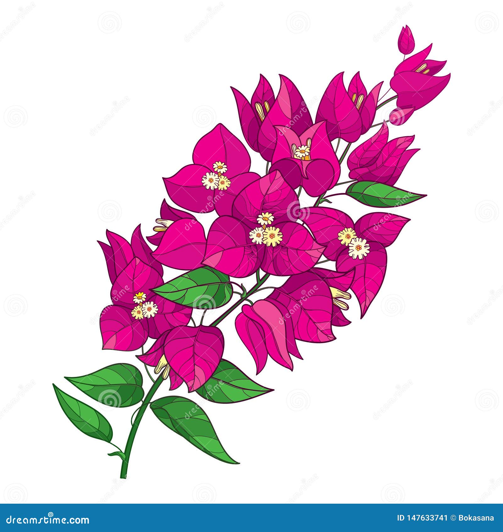 Bougainvillea Flower Drawing