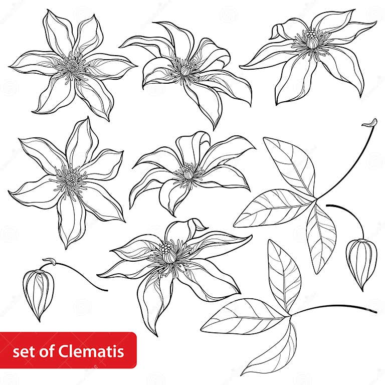 Vector Set with Outline Clematis or Traveller`s Joy Ornate Flower, Bud ...