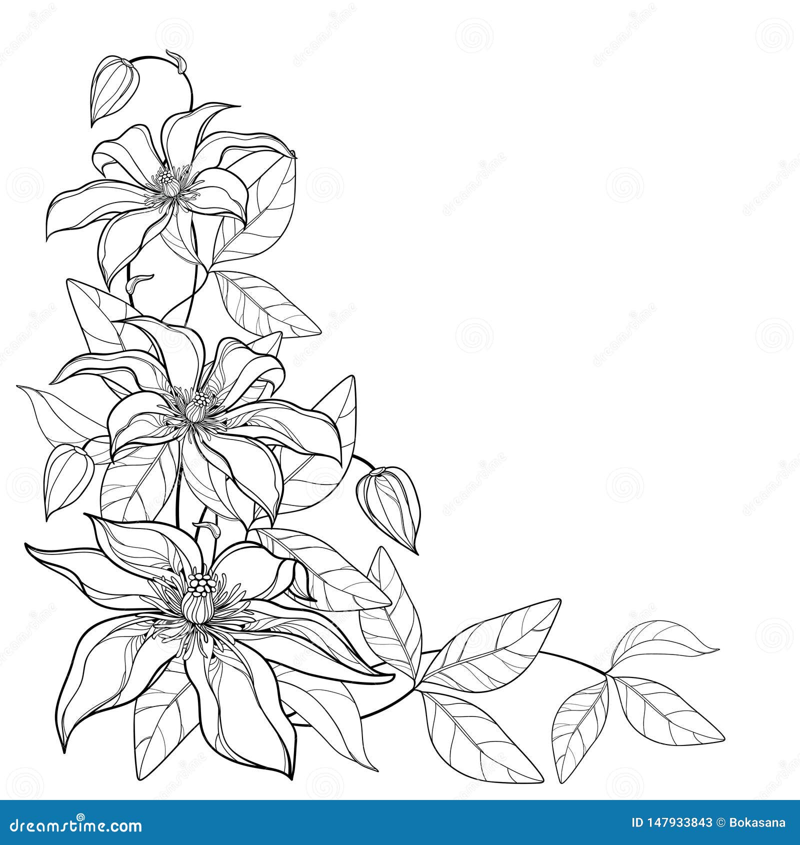Vector Corner Bouquet with Outline Clematis or Traveller`s Joy Ornate ...