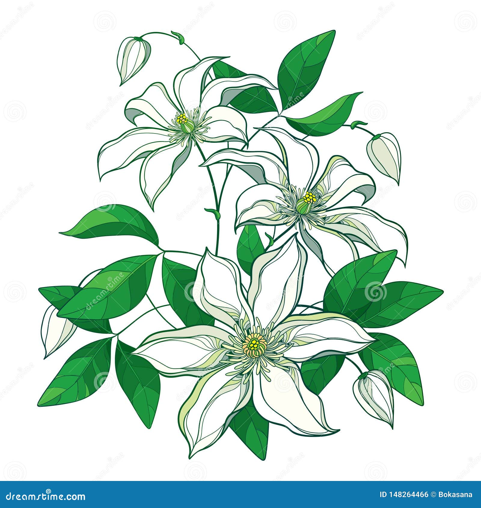 Vector Bouquet with Outline Pastel White Clematis or Traveller`s Joy ...