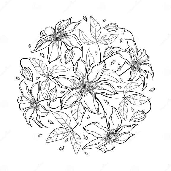 Vector Round Bouquet with Outline Clematis or Traveller`s Joy Ornate ...