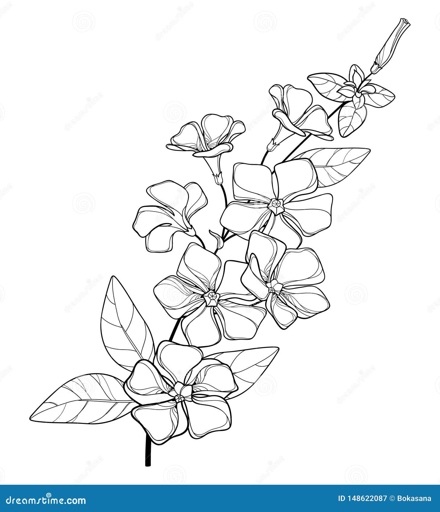Outline Periwinkle Drawing, Periwinkle Flower Line Drawing, Clip Art ...