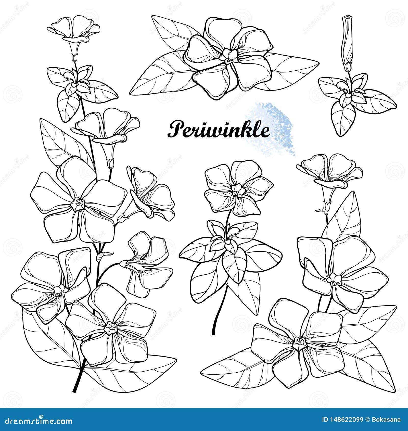 Periwinkle Flower Coloring Pages