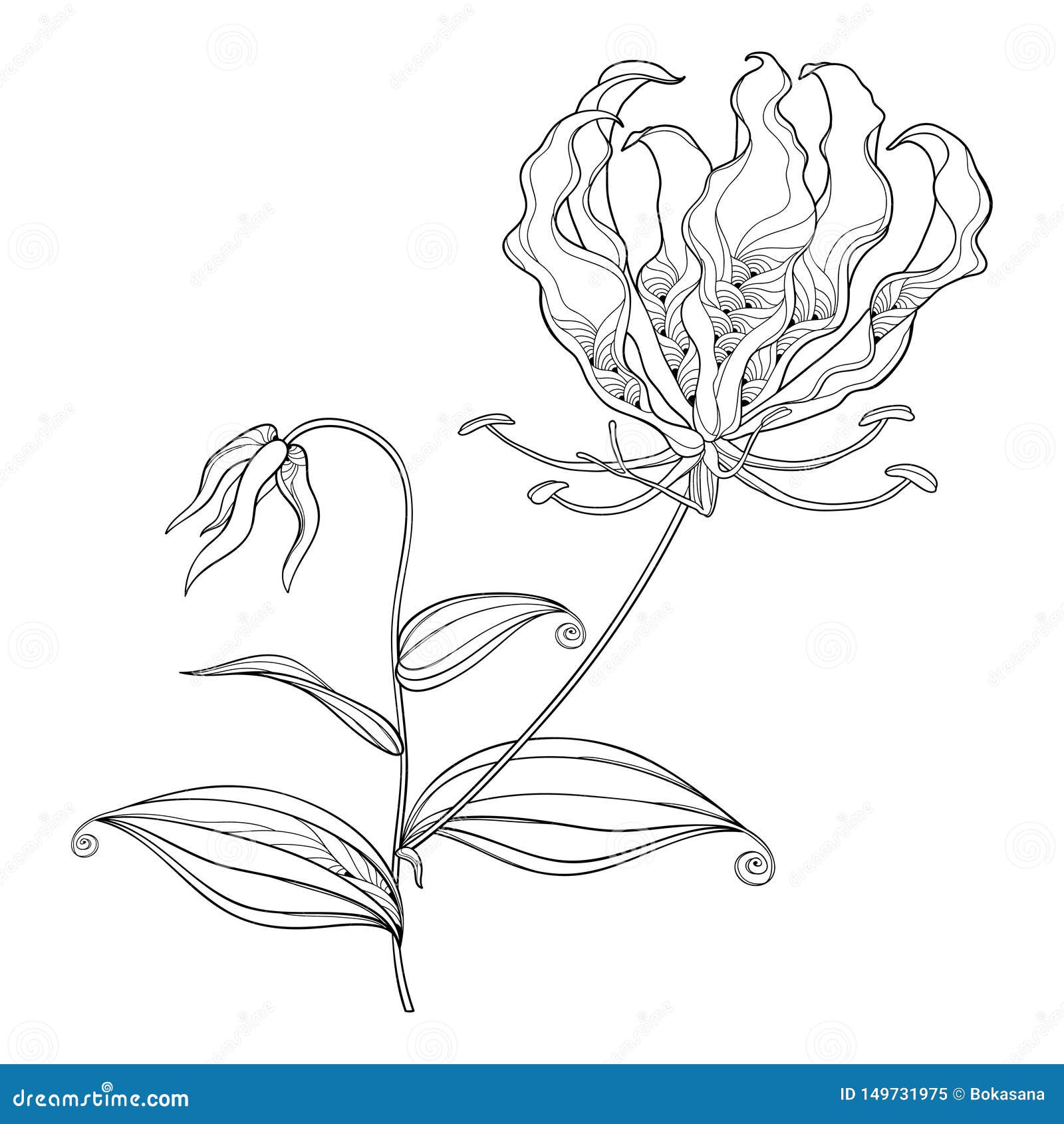 Flame Lily Gloriosa Superba , Medicinal Plant Vector Illustration ...