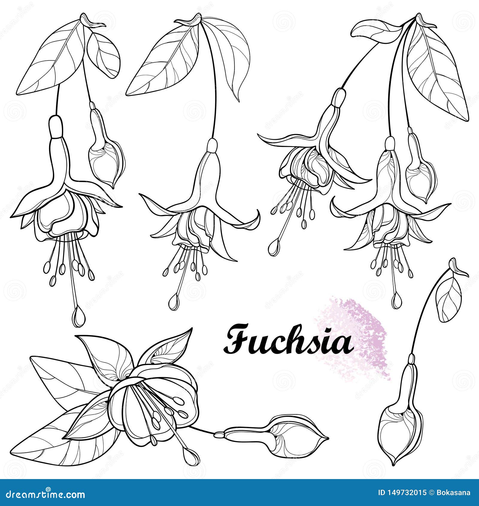 Vector Set with Outline Fuchsia Ornate Flower Bunch, Bud and Leaf in ...