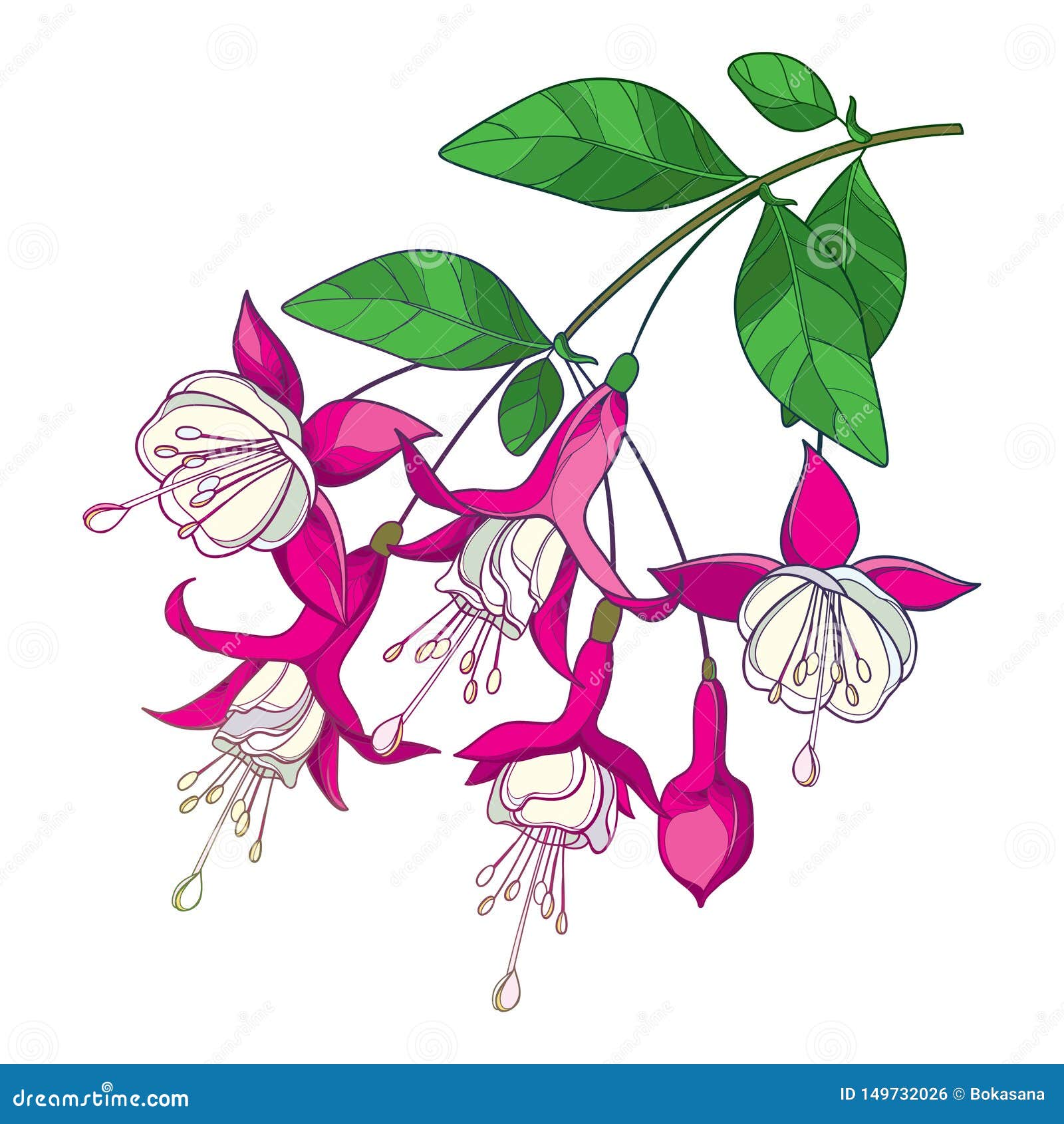 Vector Branch with Outline Fuchsia Flower Bunch in Pastel Pink, Bud and ...