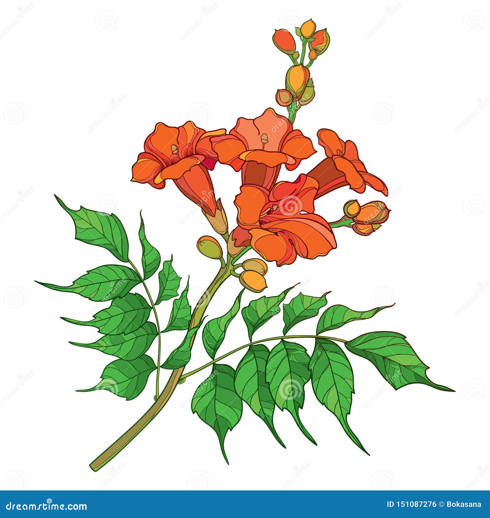 Trumpet Vine Flower Vector Repeat Pattern | CartoonDealer.com #186061842