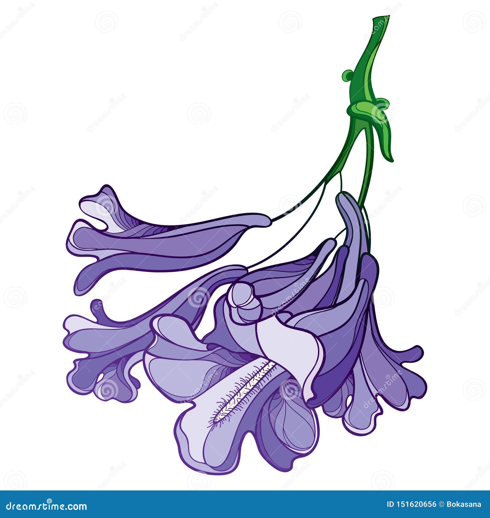 Jacaranda Blossom Tree Illustration Royalty-Free Cartoon ...