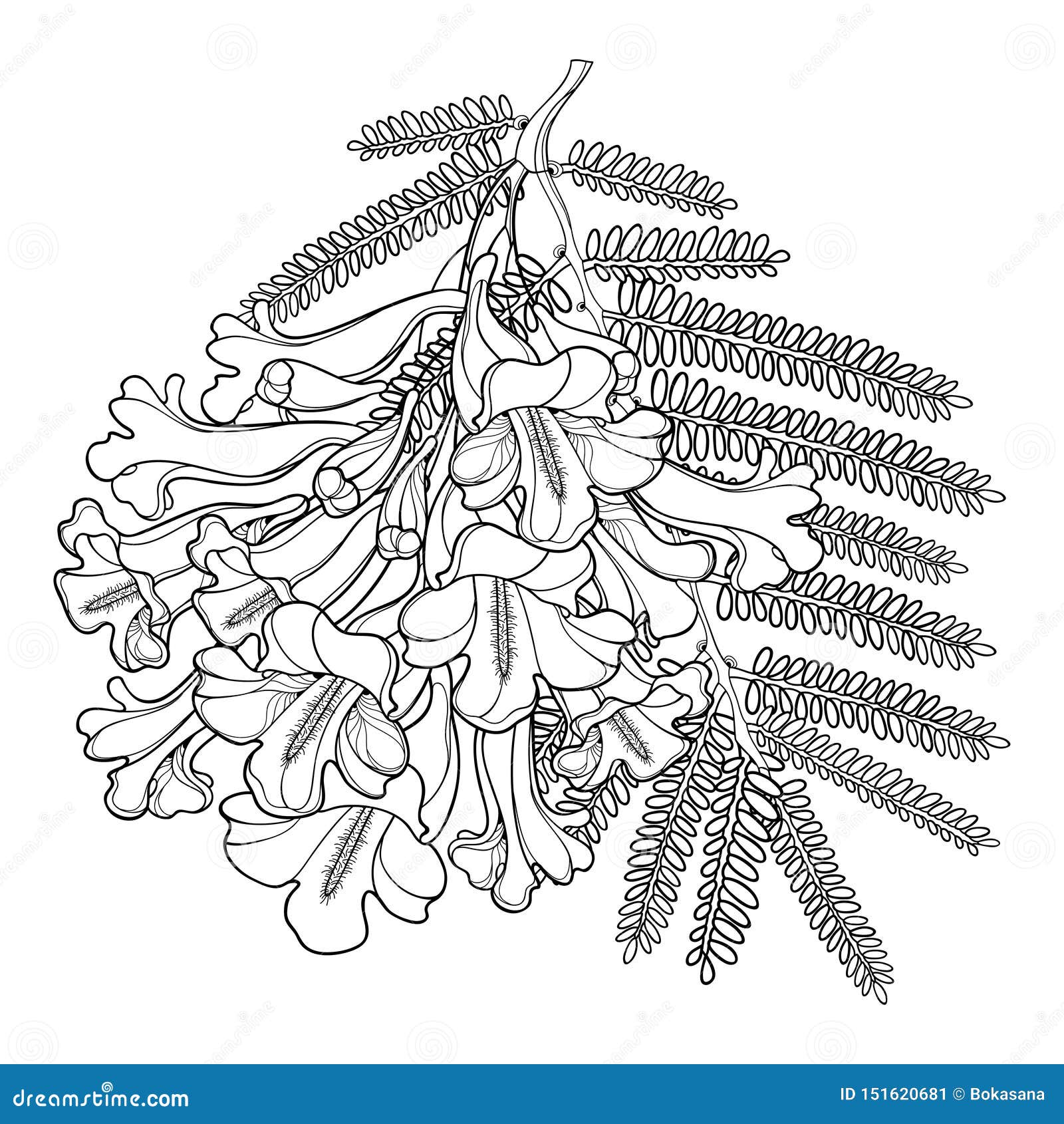 Jacaranda Cartoons, Illustrations & Vector Stock Images - 943 Pictures ...