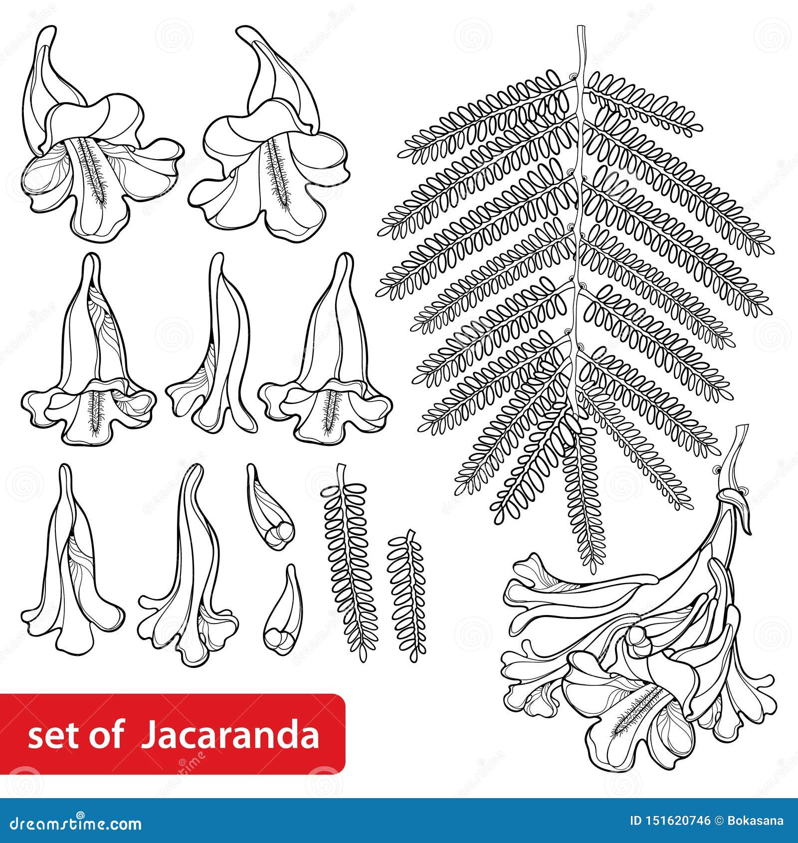 Jacaranda Blossom Tree Illustration Royalty-Free Cartoon ...