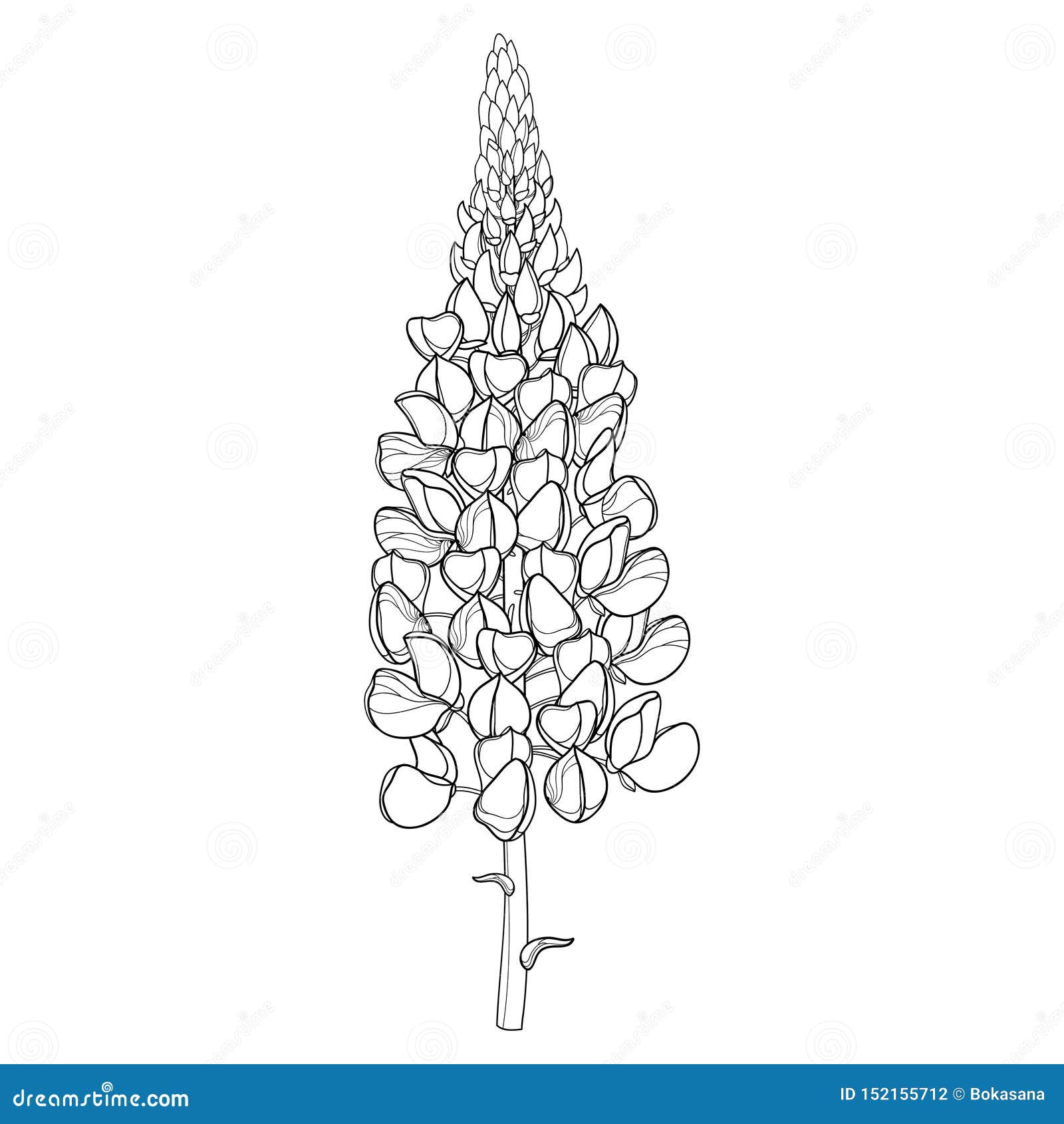 Vector Stem with Outline Lupin or Lupine or Bluebonnet Ornate Flower ...