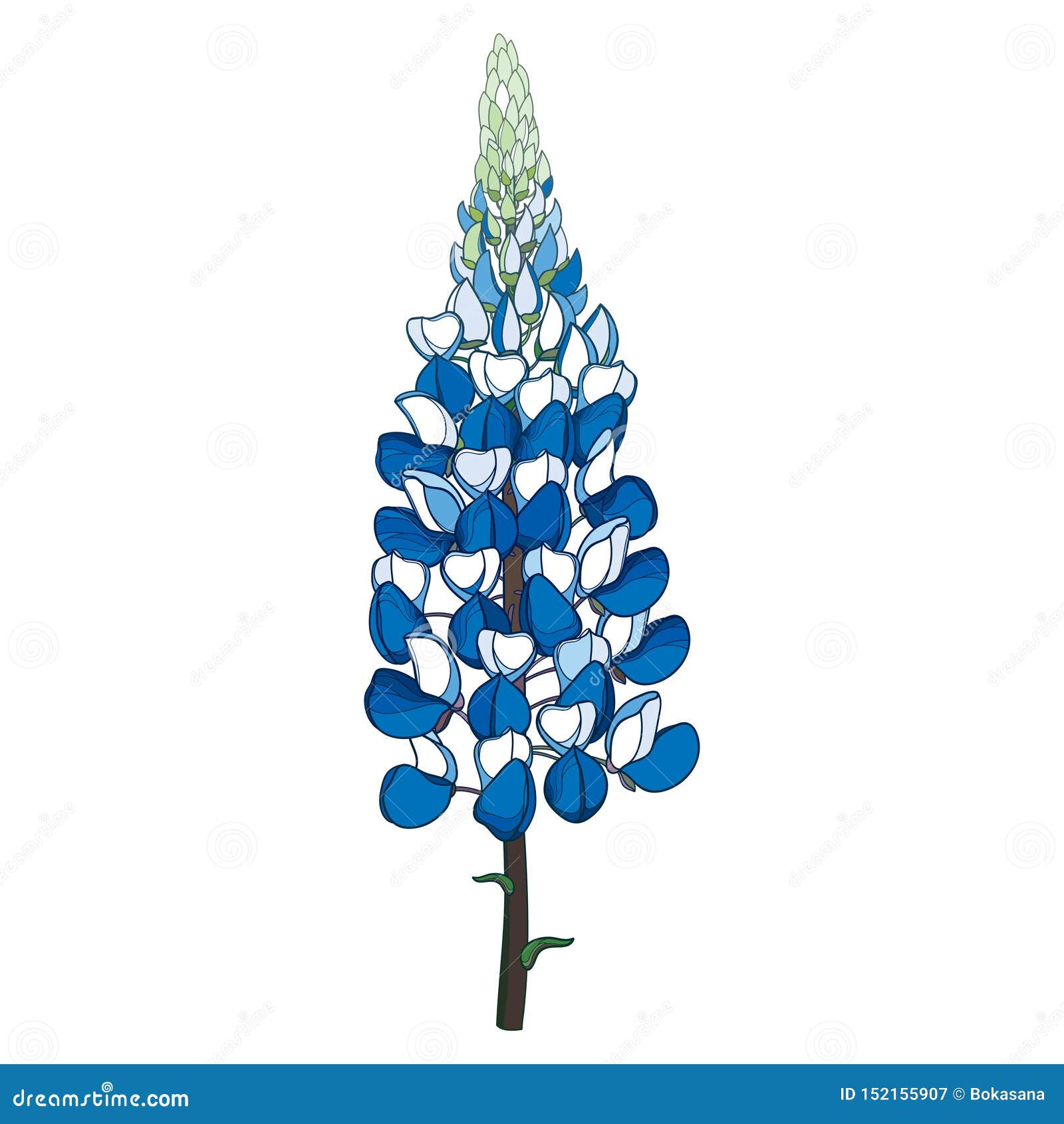 Vector Stem with Outline Lupin or Lupine or Texas Bluebonnet Ornate ...