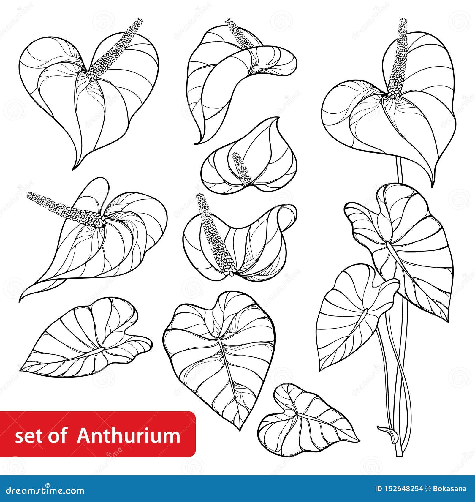 Vector Set of Outline Tropical Anthurium or Anturium Flower Bunch and ...