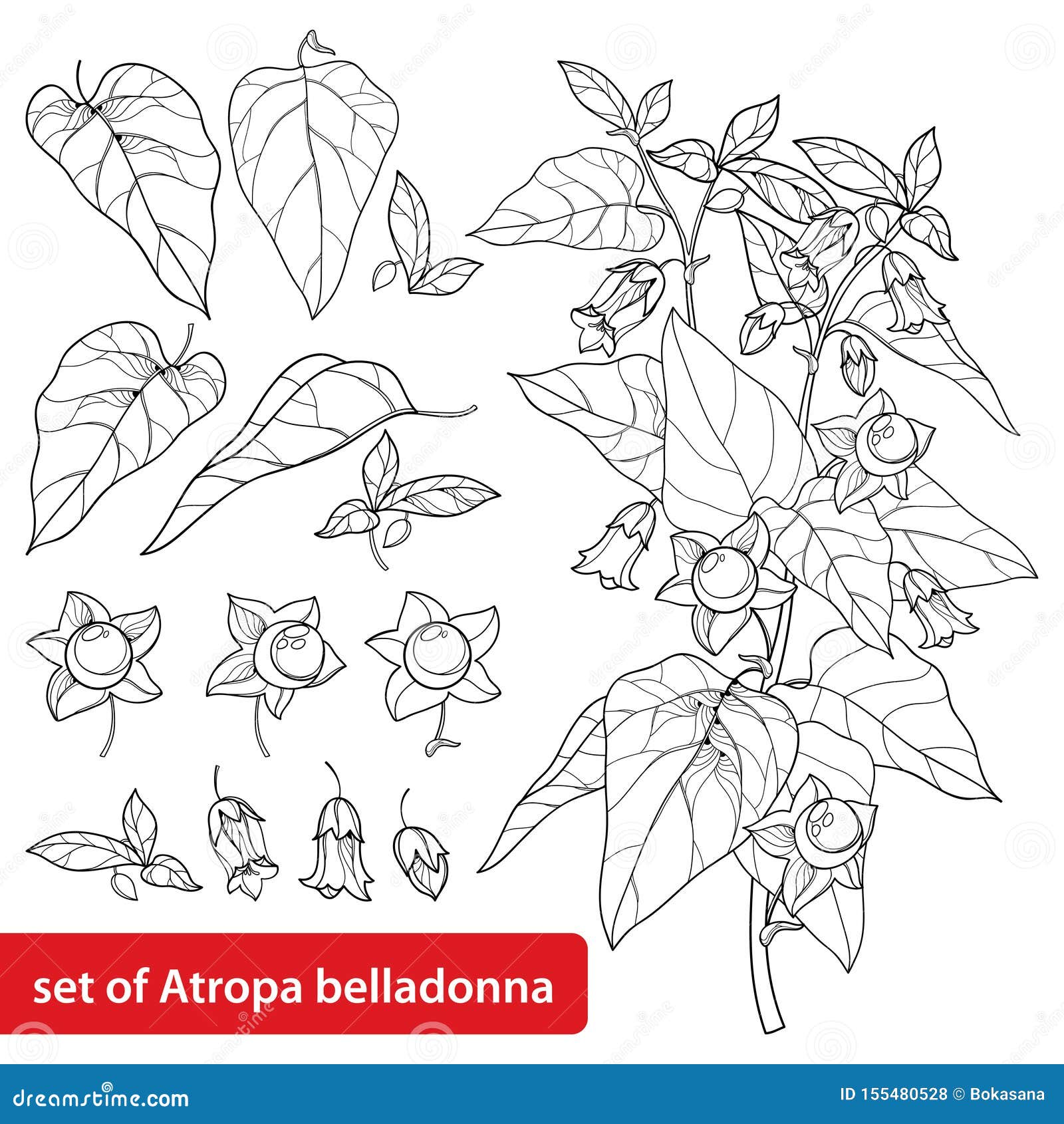 Atropa Belladonna Aka Belladonna Or Deadly Nightshade Sketch On Black ...