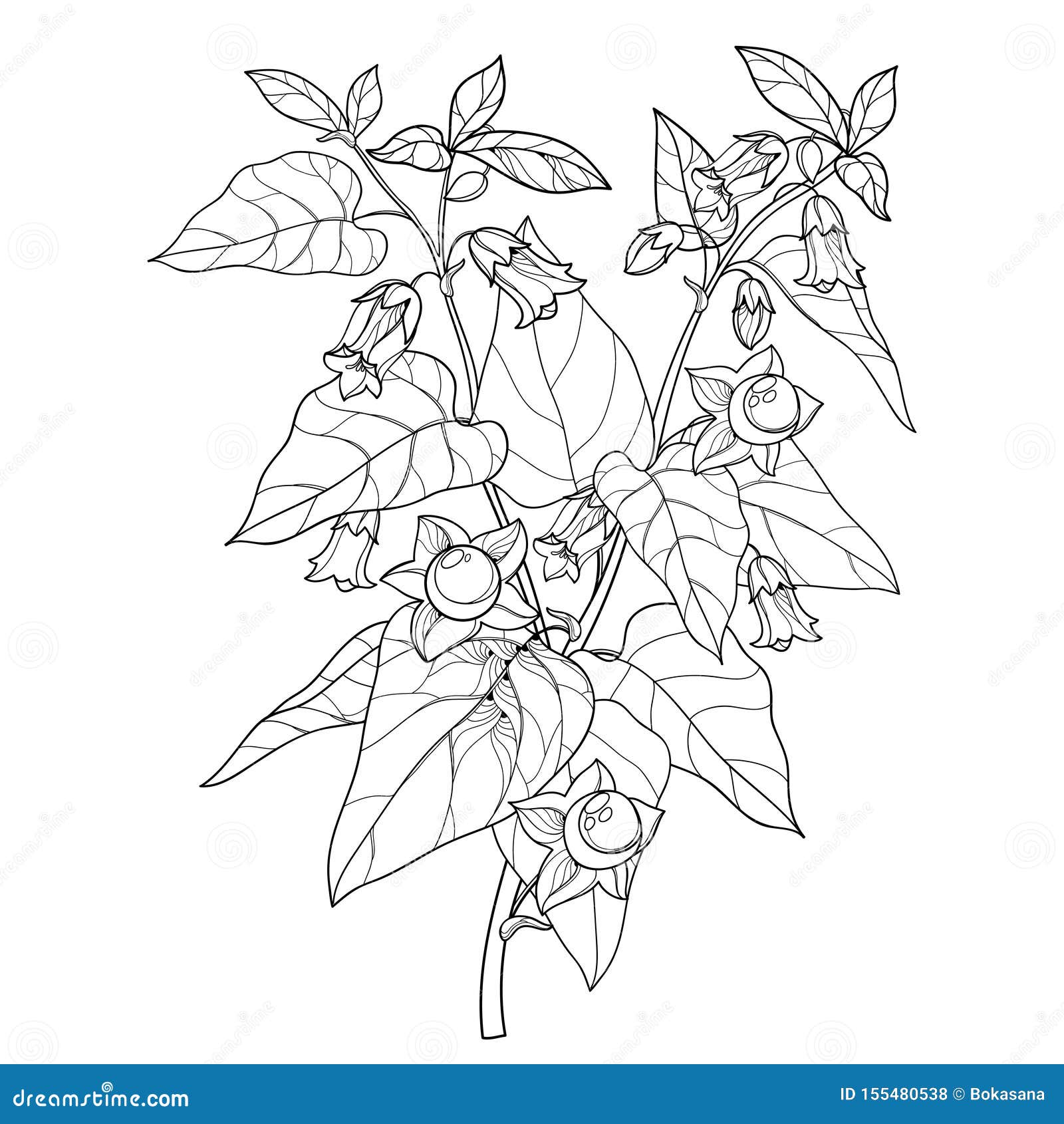 Atropa Belladonna Aka Belladonna Or Deadly Nightshade Sketch On Black ...