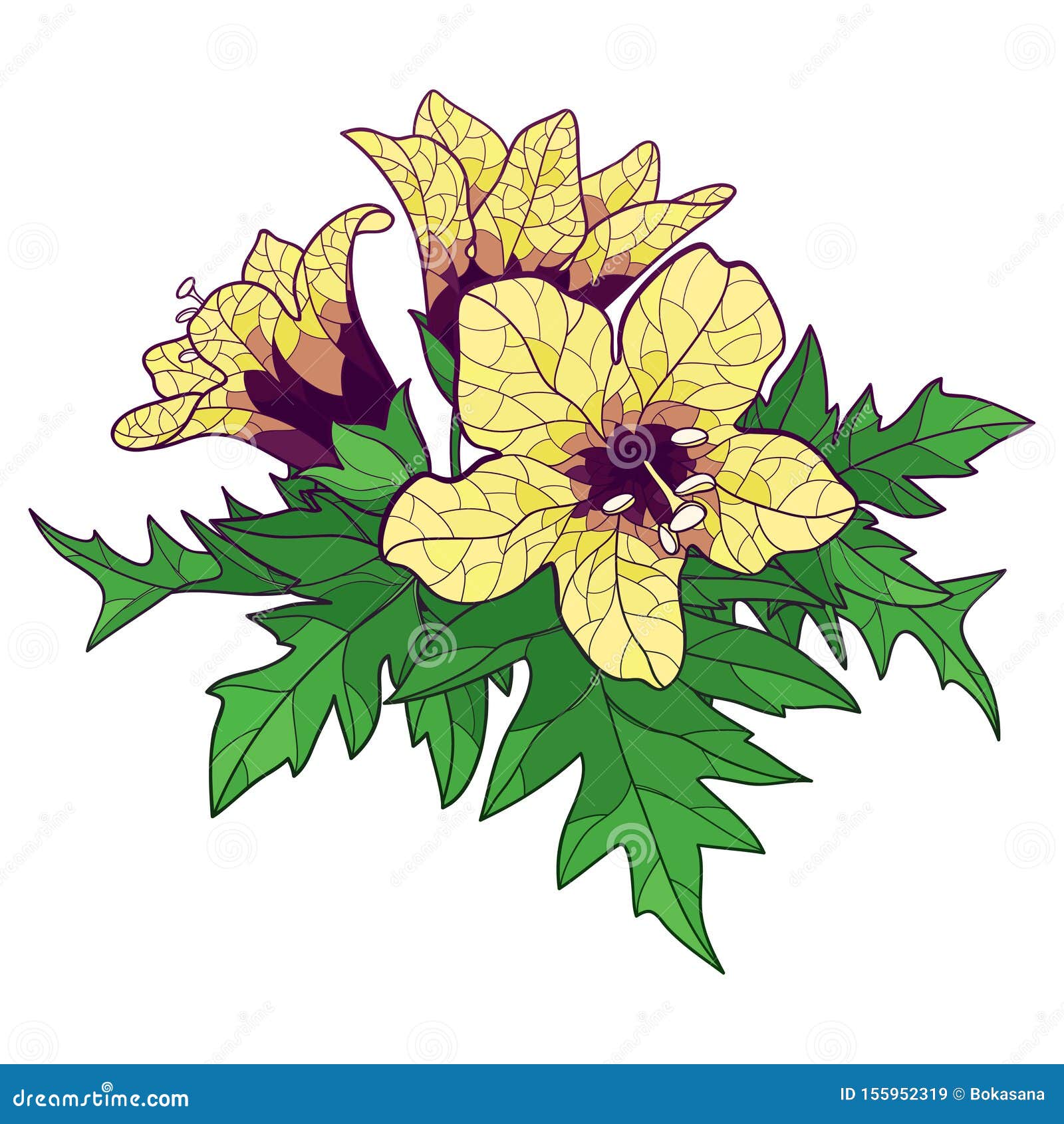 Vector Bunch of Outline Toxic Hyoscyamus Niger or Henbane or Stinking ...