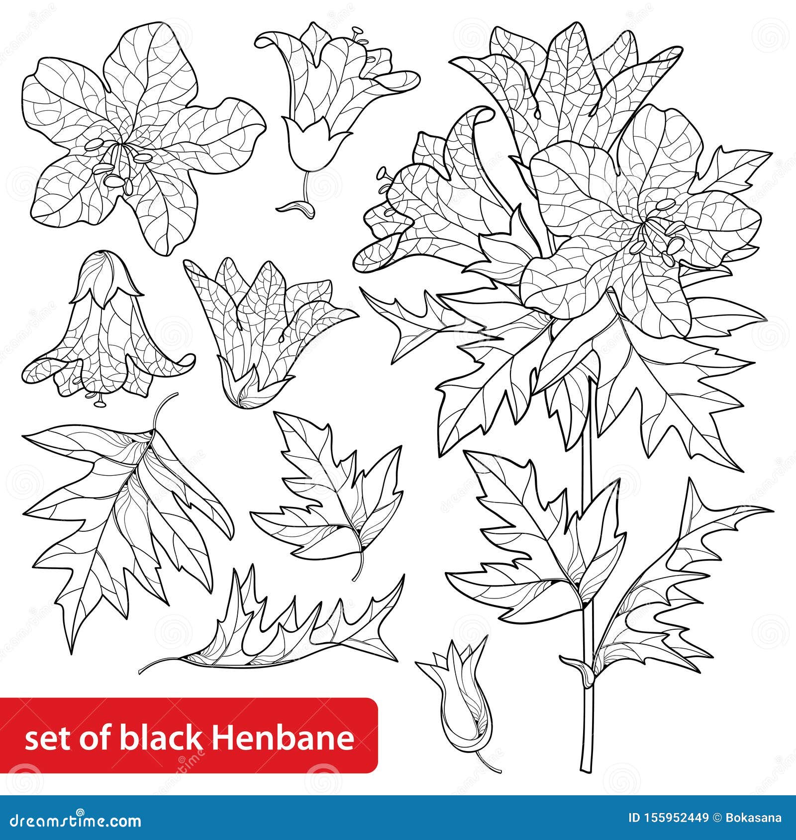 Vector Set of Outline Toxic Hyoscyamus Niger or Henbane or Stinking ...