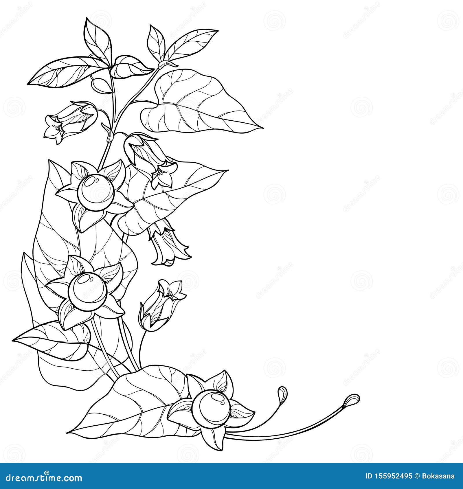 Atropa Belladonna Aka Belladonna Or Deadly Nightshade Sketch On Black ...