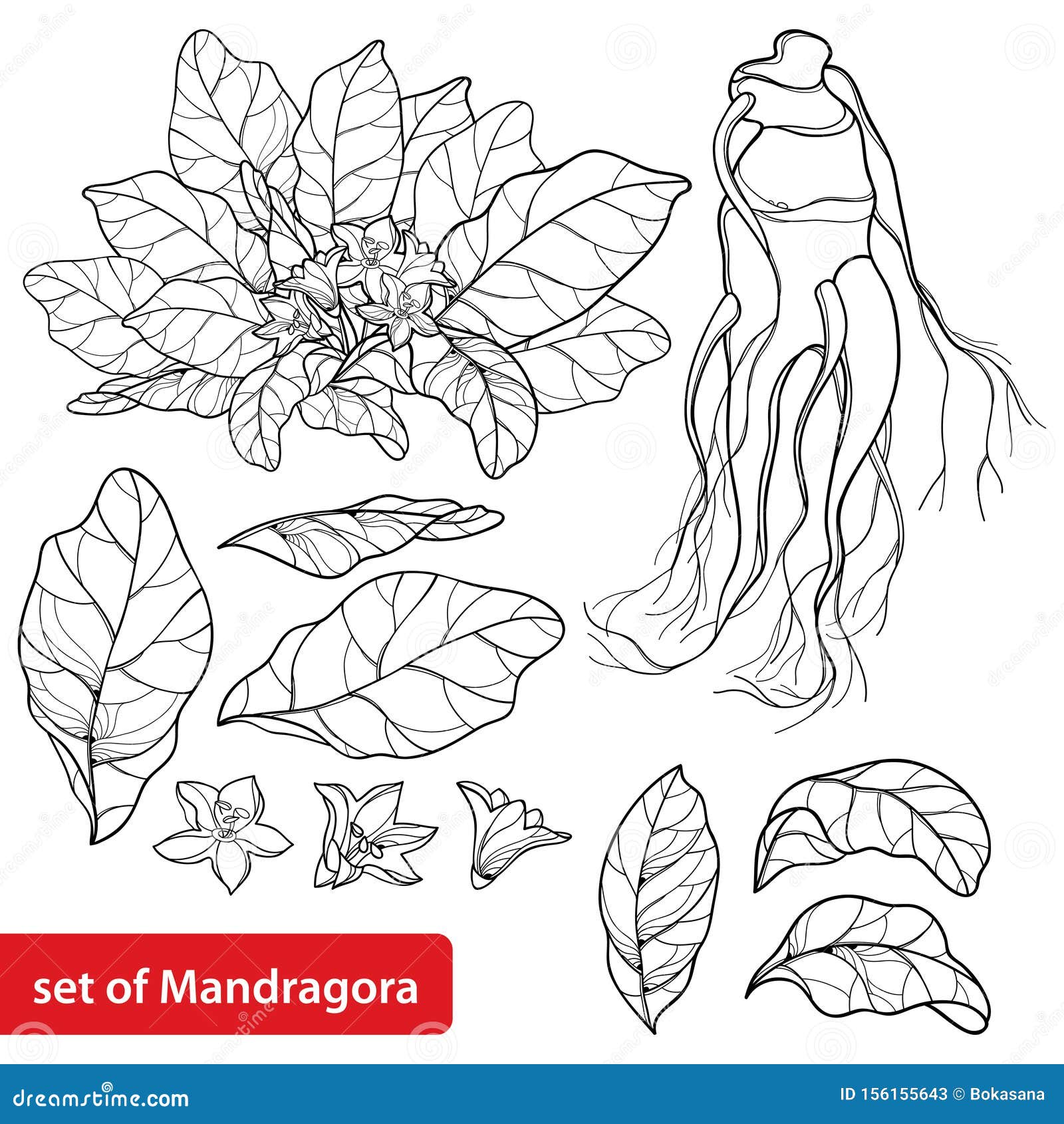 Vector Set of Outline Mandragora Officinarum or Mediterranean Mandrake ...