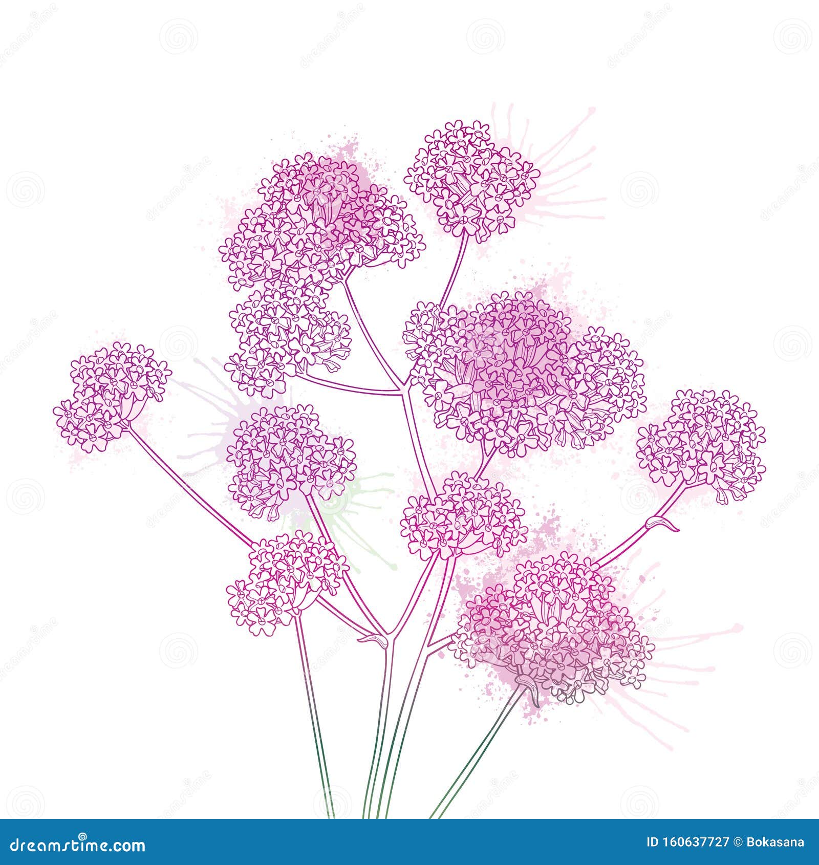 Verbena Bonariensis Purpletop, Argentinian Vervain. Hand Draw Sketch ...