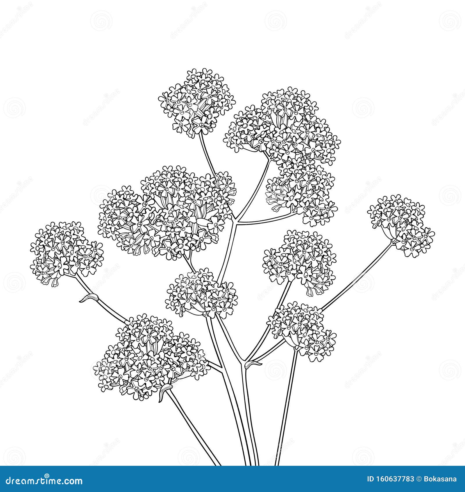 Verbena Bonariensis Purpletop, Argentinian Vervain. Cartoon Vector ...