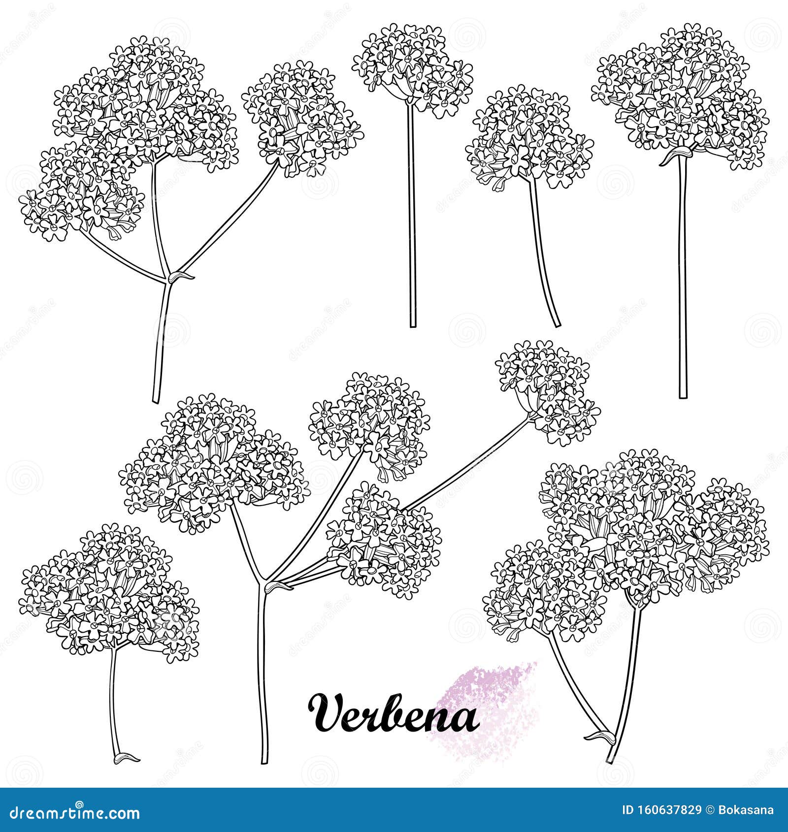 Verbena Bonariensis Purpletop, Argentinian Vervain. Hand Drawn Vector ...