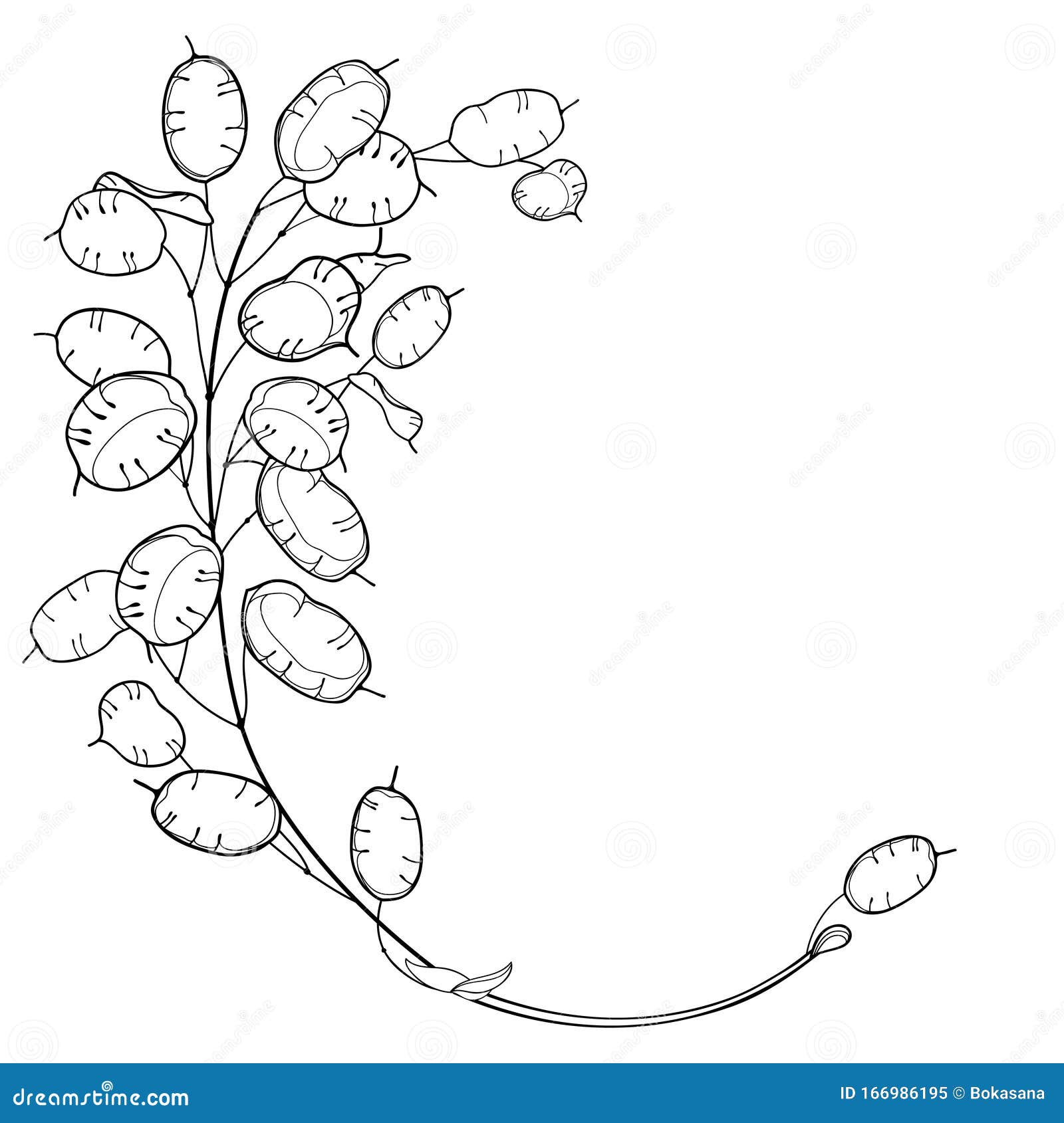 Vector Corner Bunch of Outline Lunaria or Honesty or Moonwort Dried ...