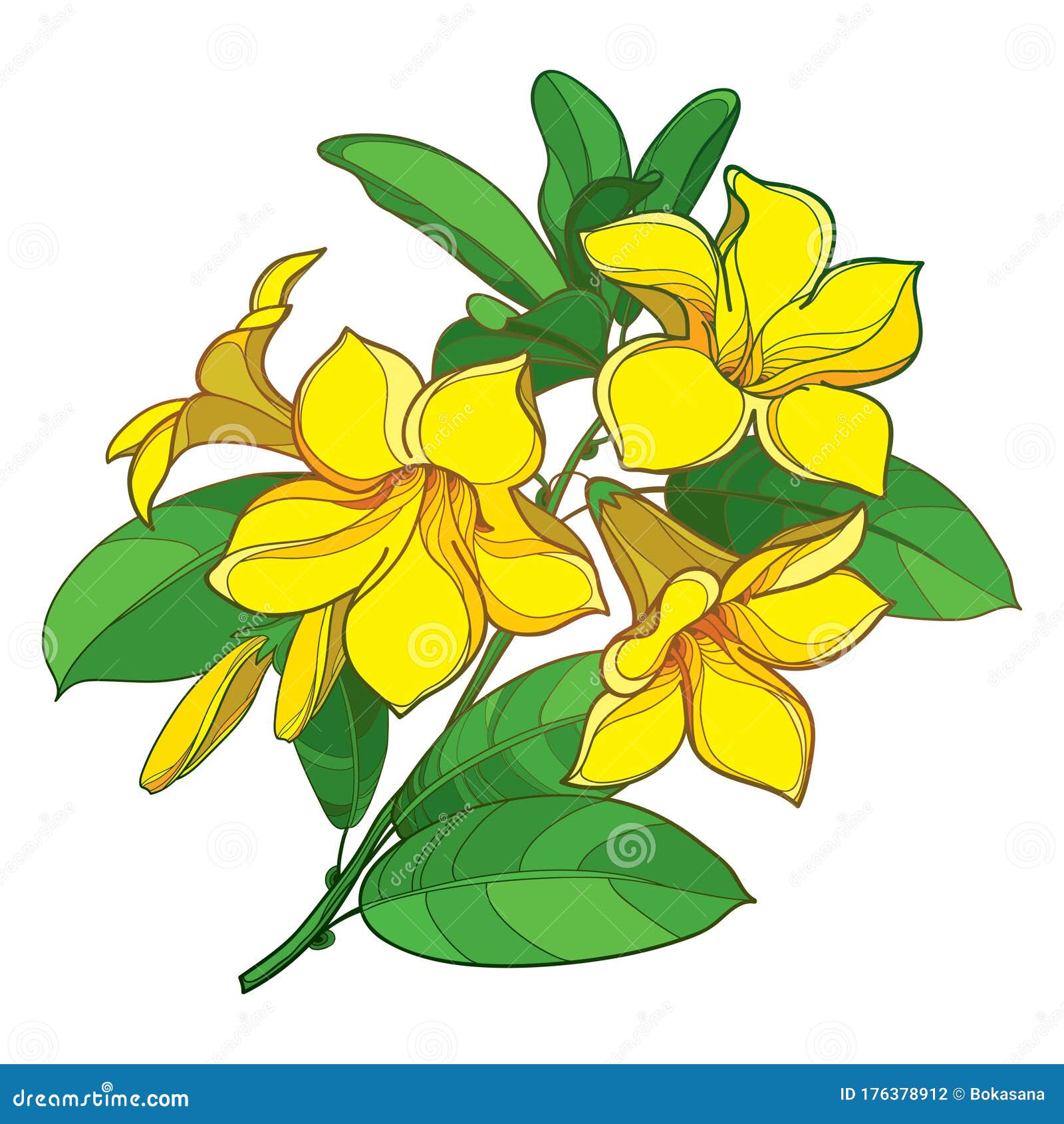 Allamanda Cathartica Tattoo Drawings, Allamanda Cathartica Flower ...
