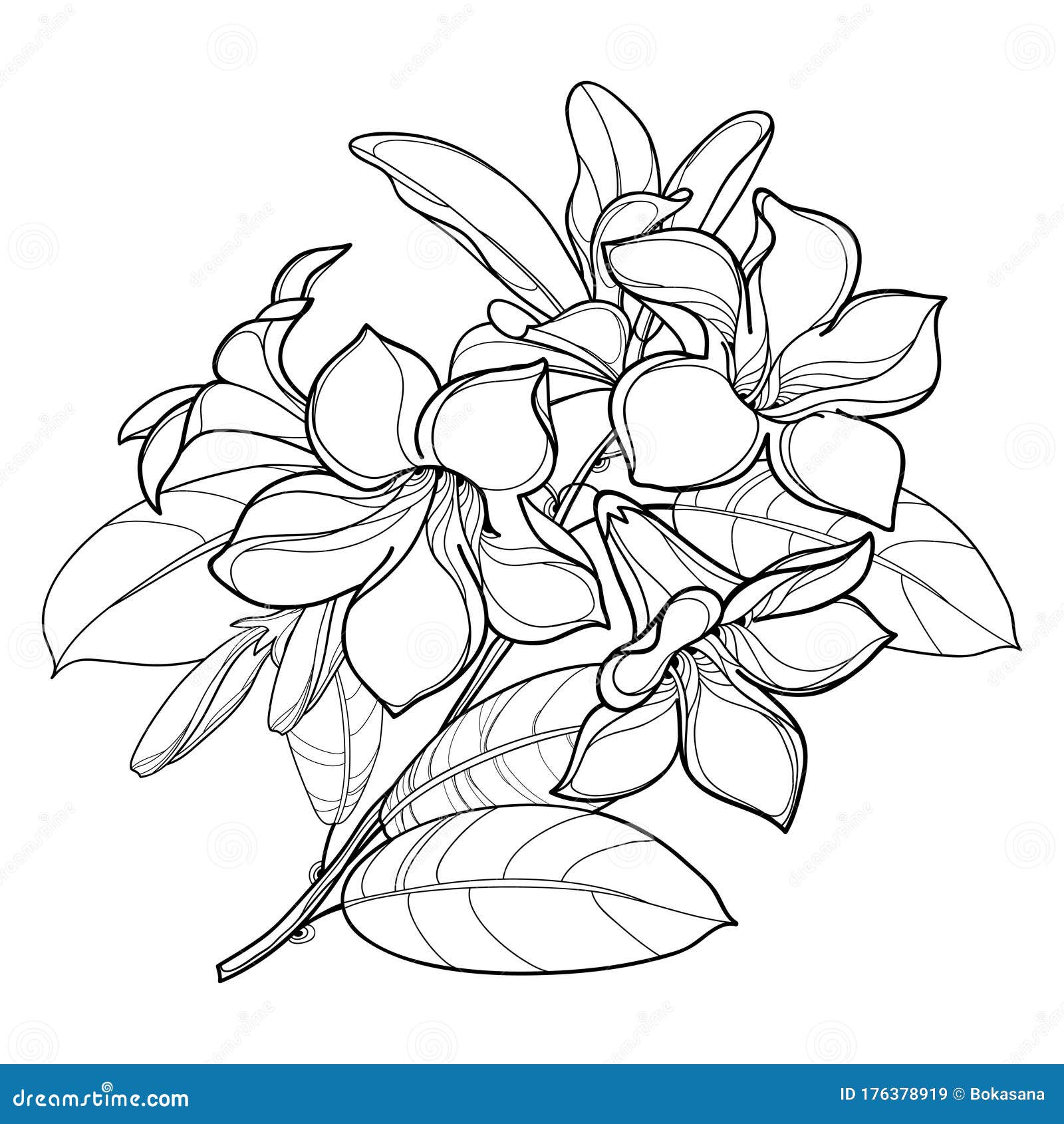 Allamanda Cathartica Tattoo Drawings, Allamanda Cathartica Flower ...