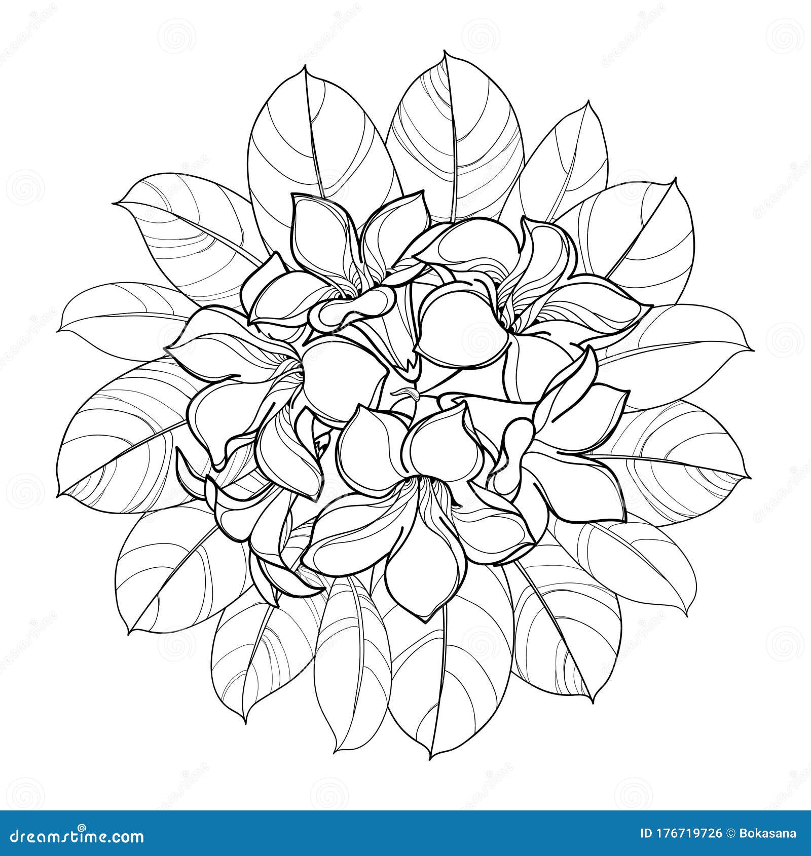 Vector Round Bouquet of Outline Tropical Allamanda Cathartica or ...
