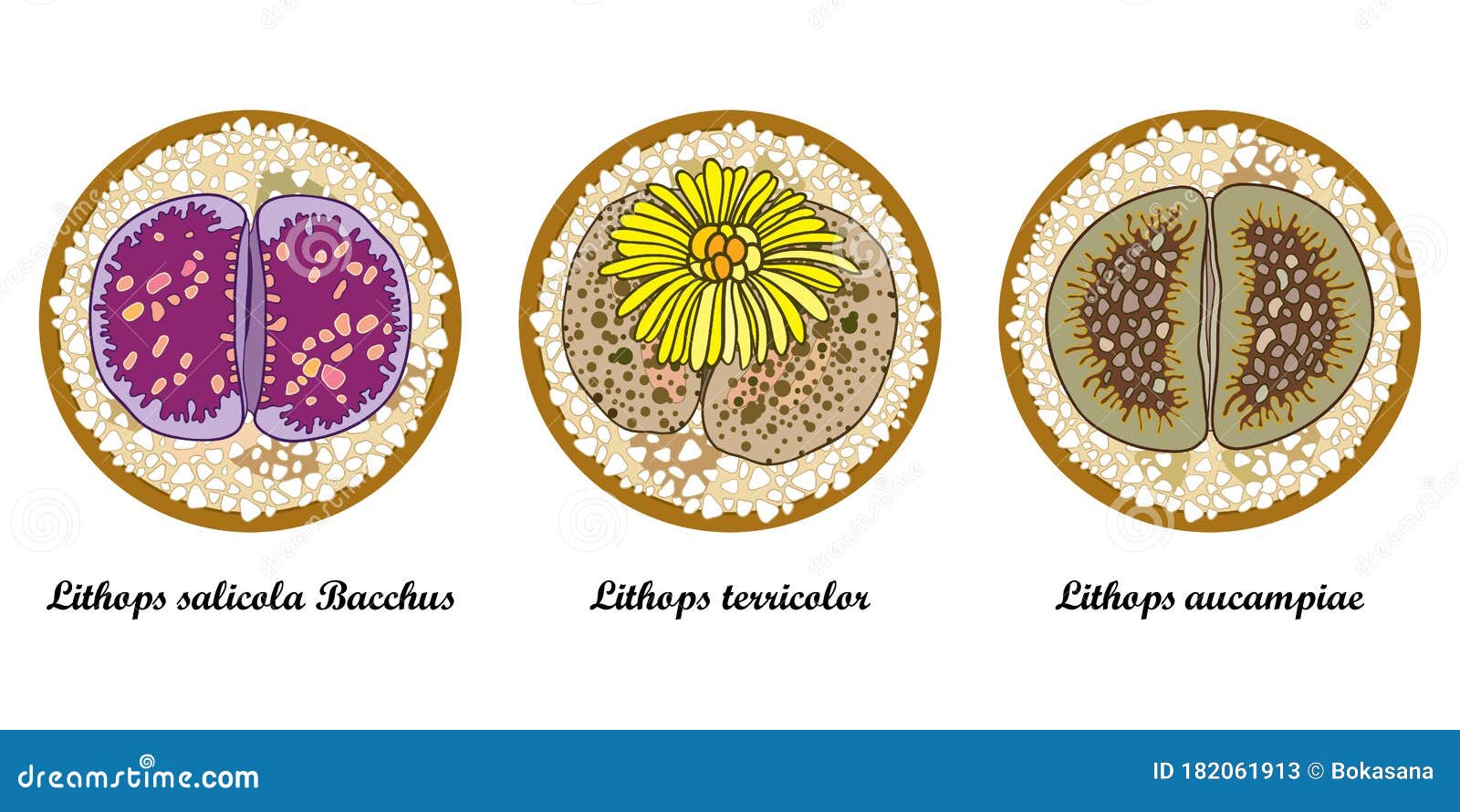 Lithops Collection #1. Series Of Different Succulent Plants Cartoon ...