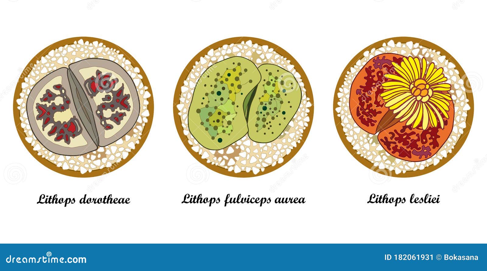 Lithops Collection #3. Series Of Different Succulent Plants Cartoon ...