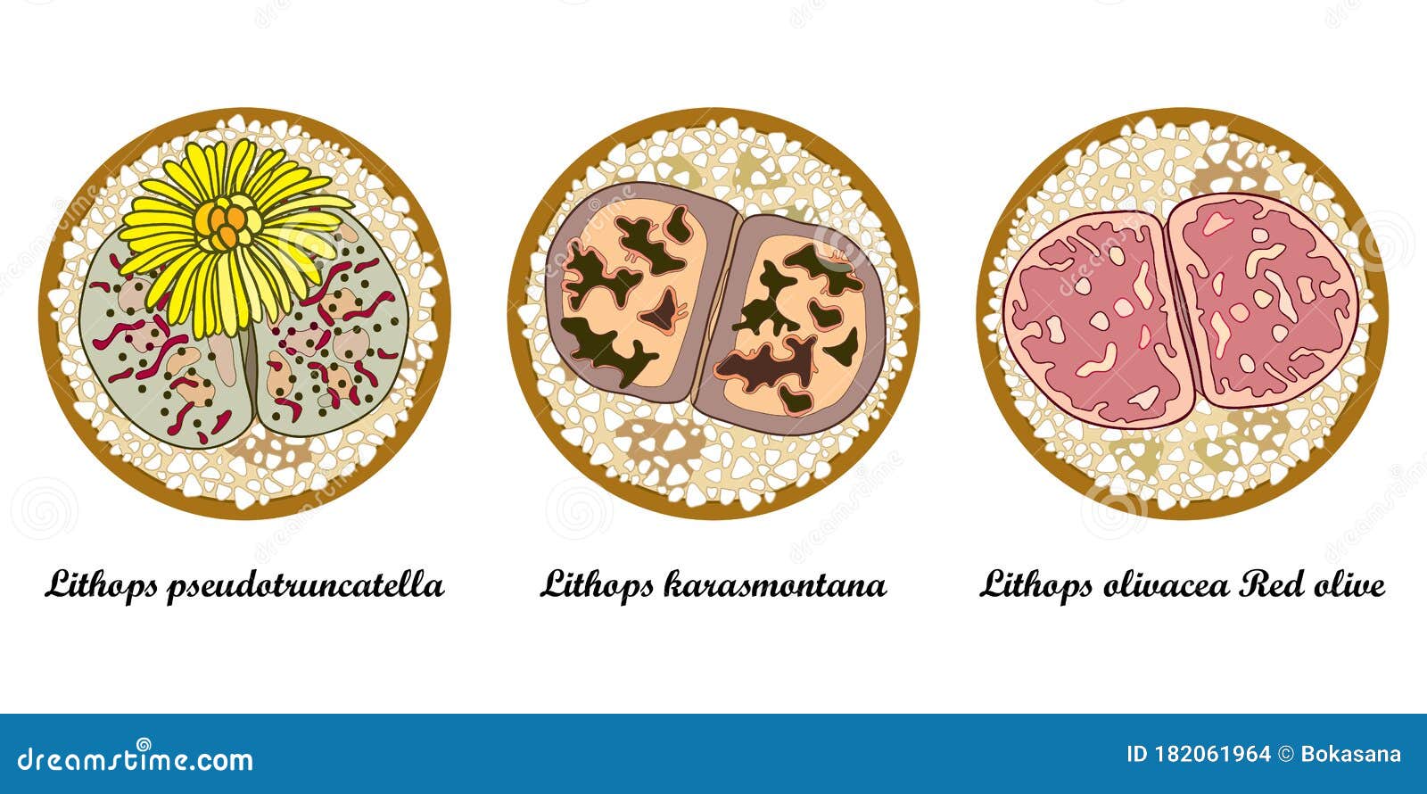 Lithops Collection #1. Series Of Different Succulent Plants Cartoon ...