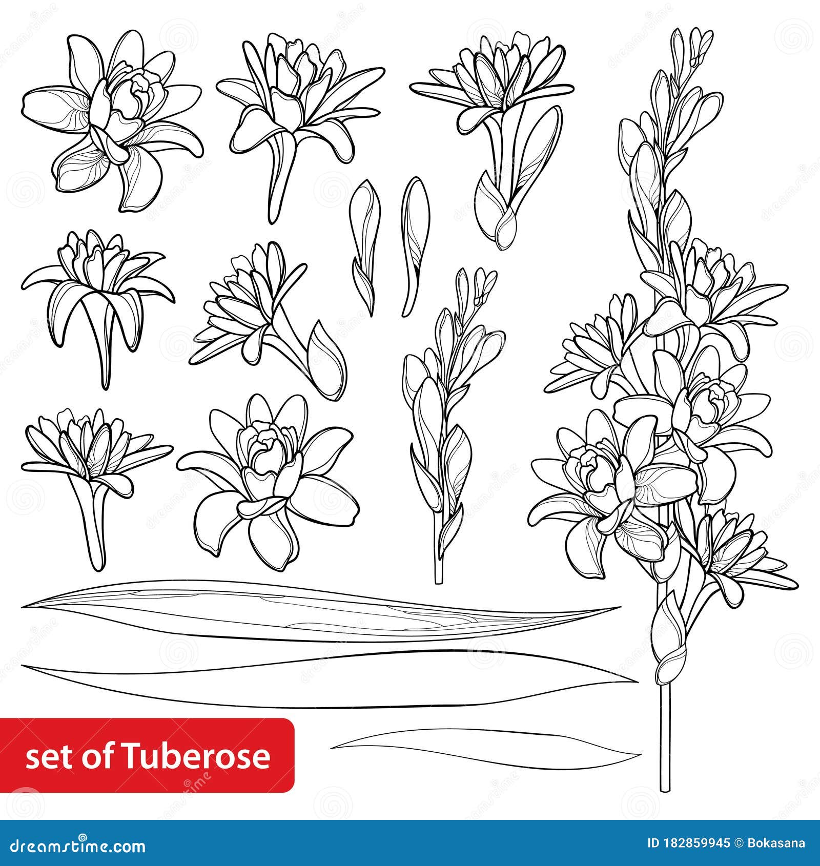 Tuberose Cartoons, Illustrations & Vector Stock Images - 1055 Pictures ...