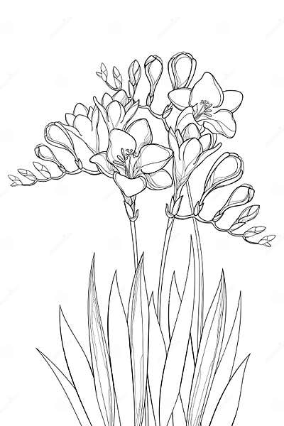 Vector Bouquet of Outline Freesia Flower, Ornate Bud and Leaves in ...